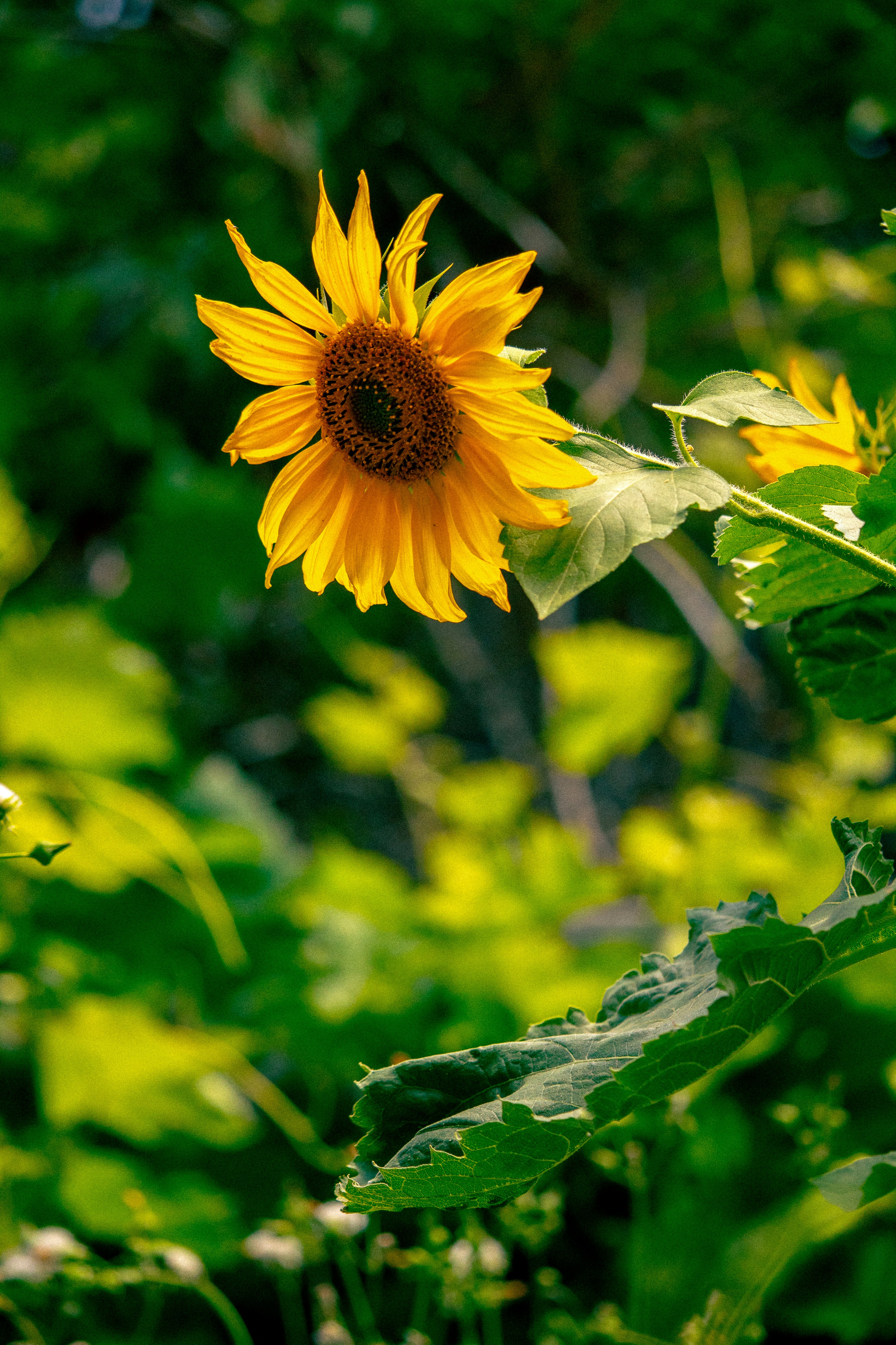 Sunlit Centerpiece: A lone sunflower against a verdant blur