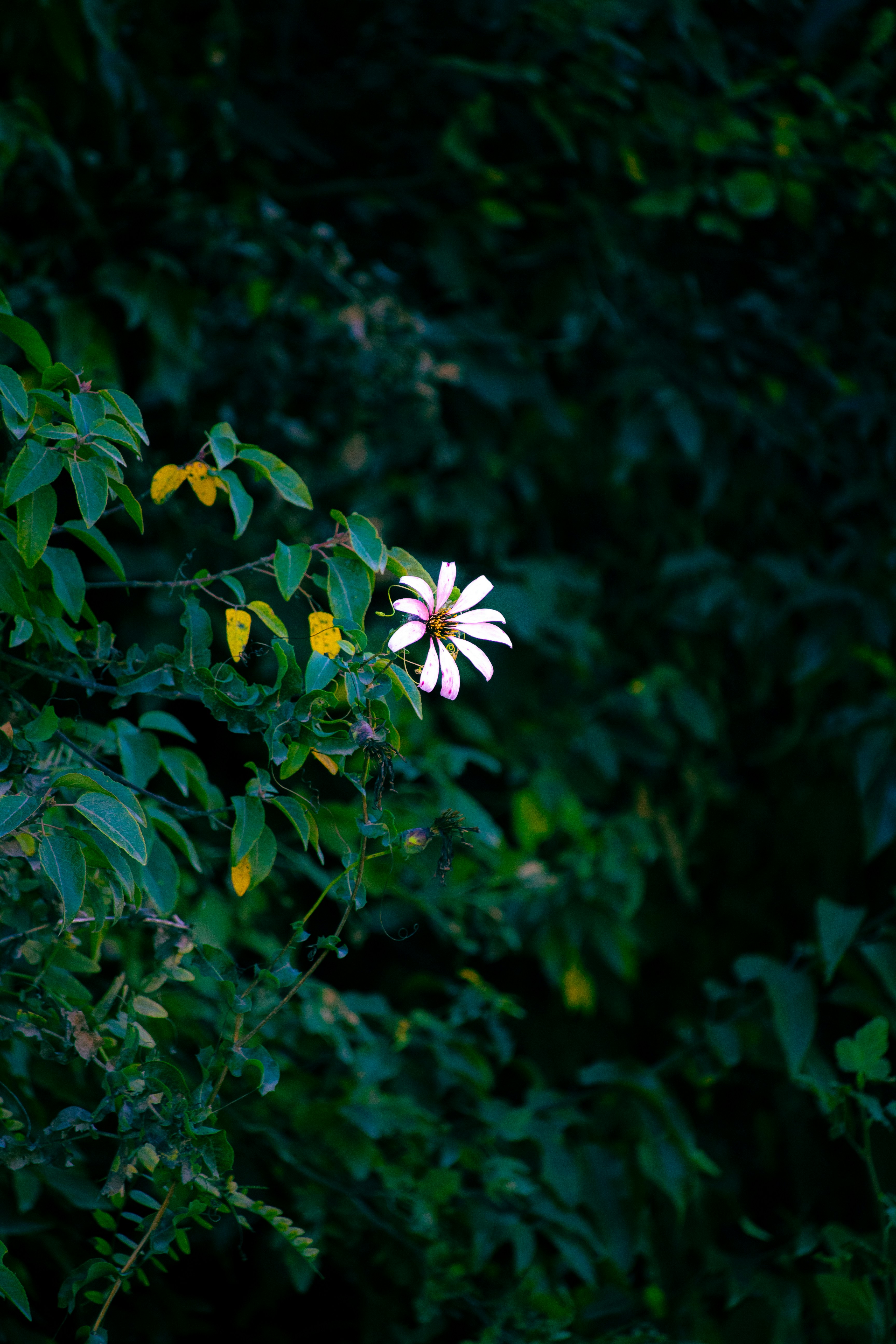 Petal in Focus: A Lonely Bloom Piercing a Green Wall