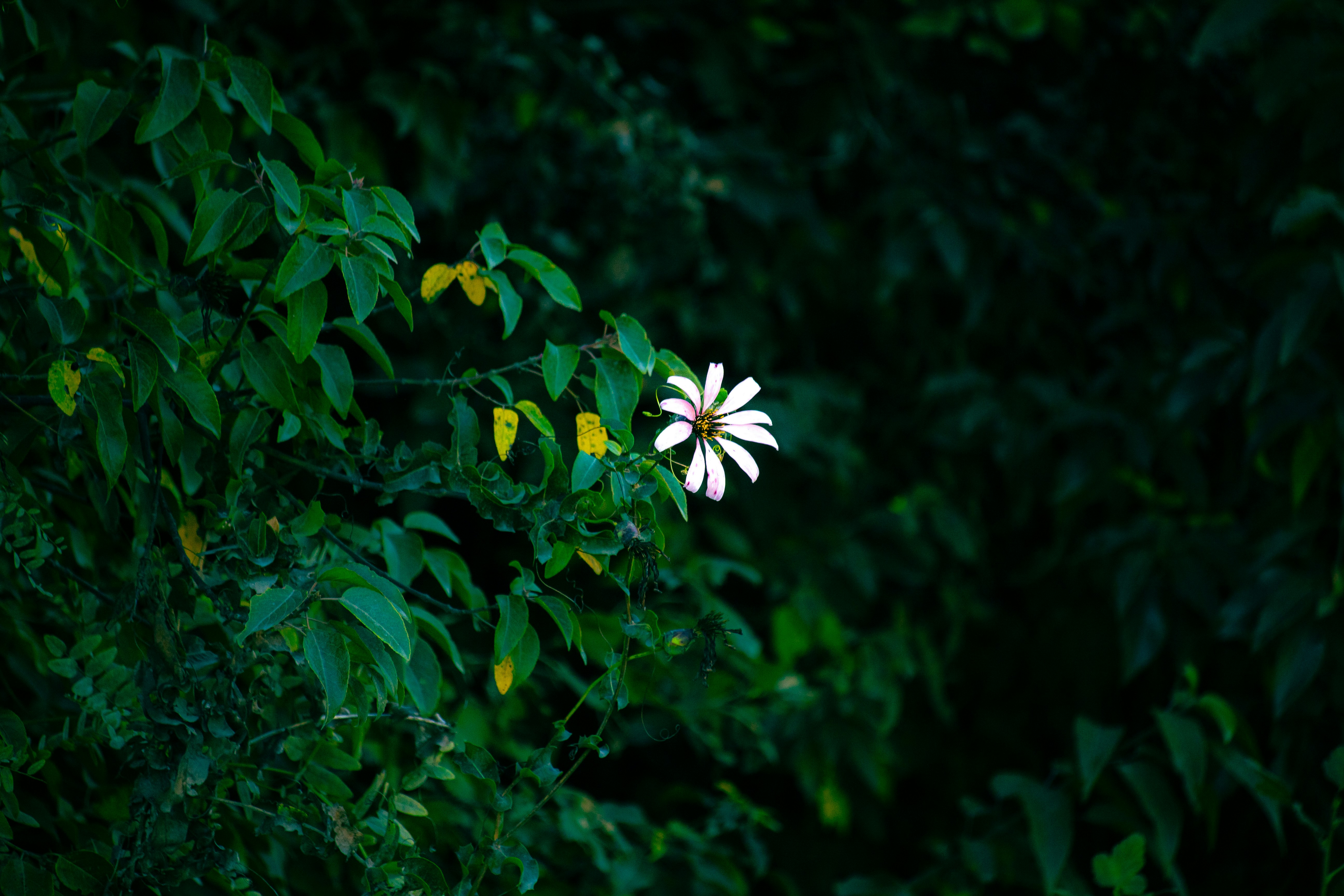 White Daisy in a Sea of Green Foliage