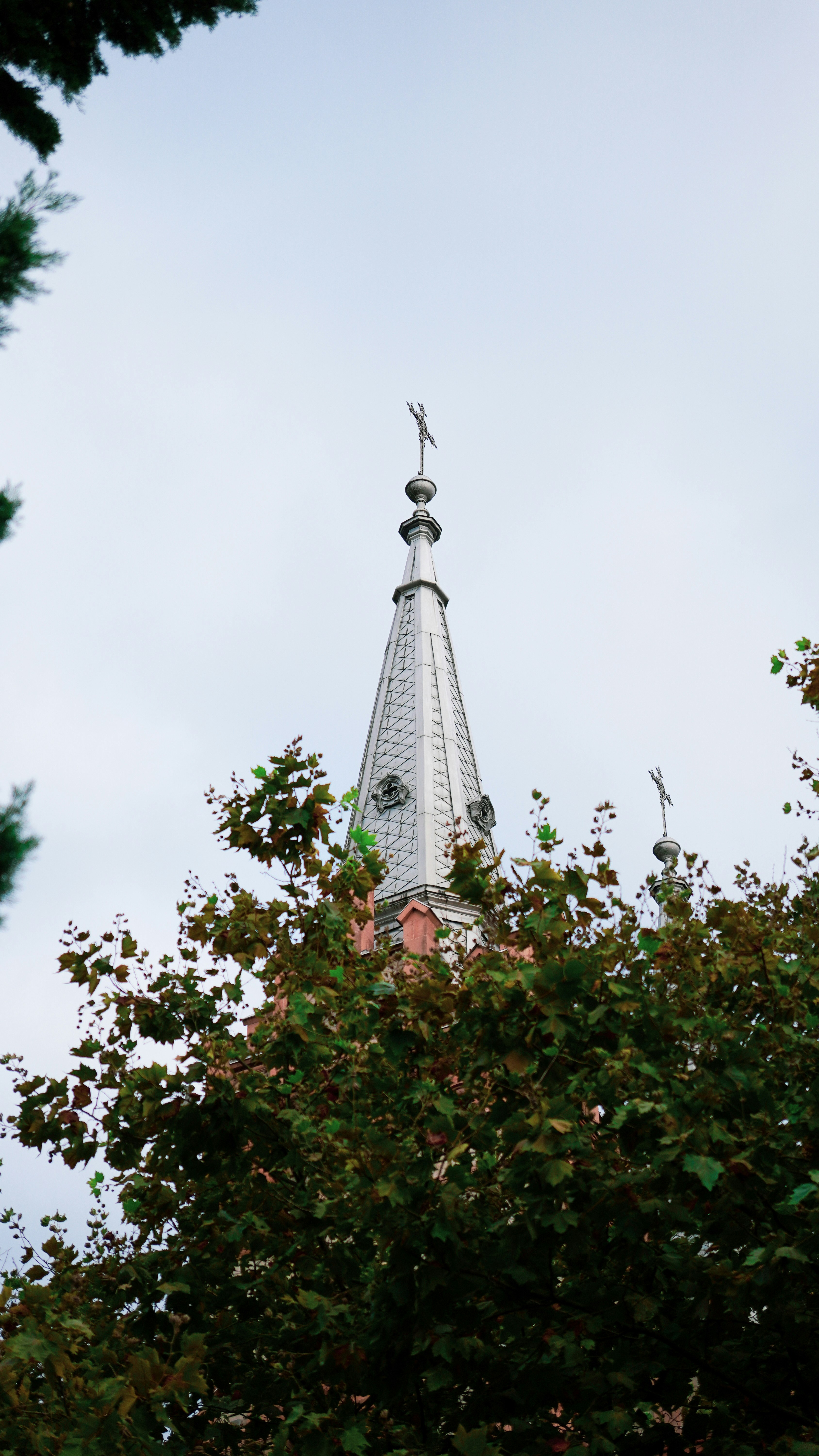 Spire Crowned Above Veil of Foliage