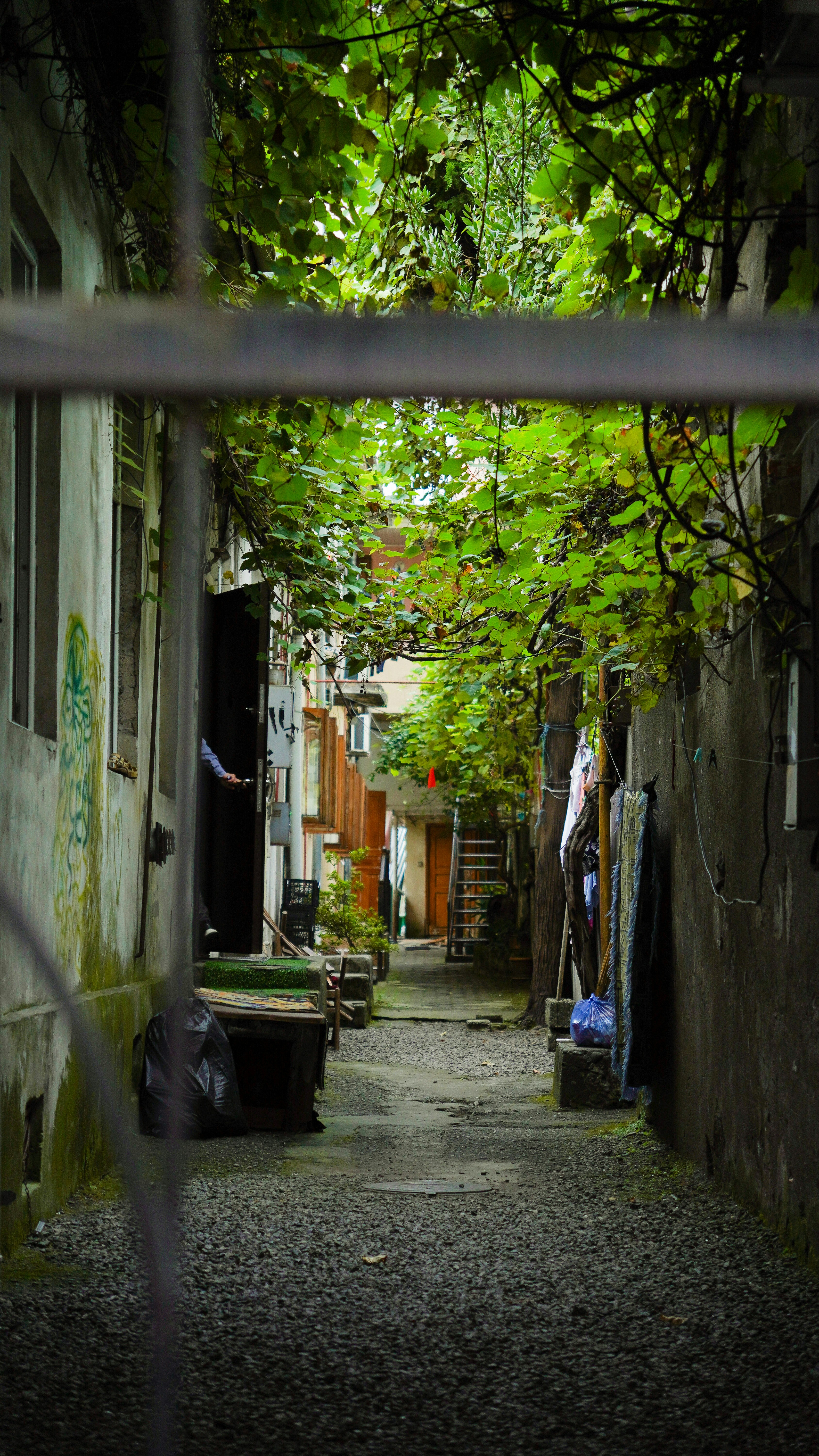 A narrow alleyway with a gravel path under a canopy of green grapevines