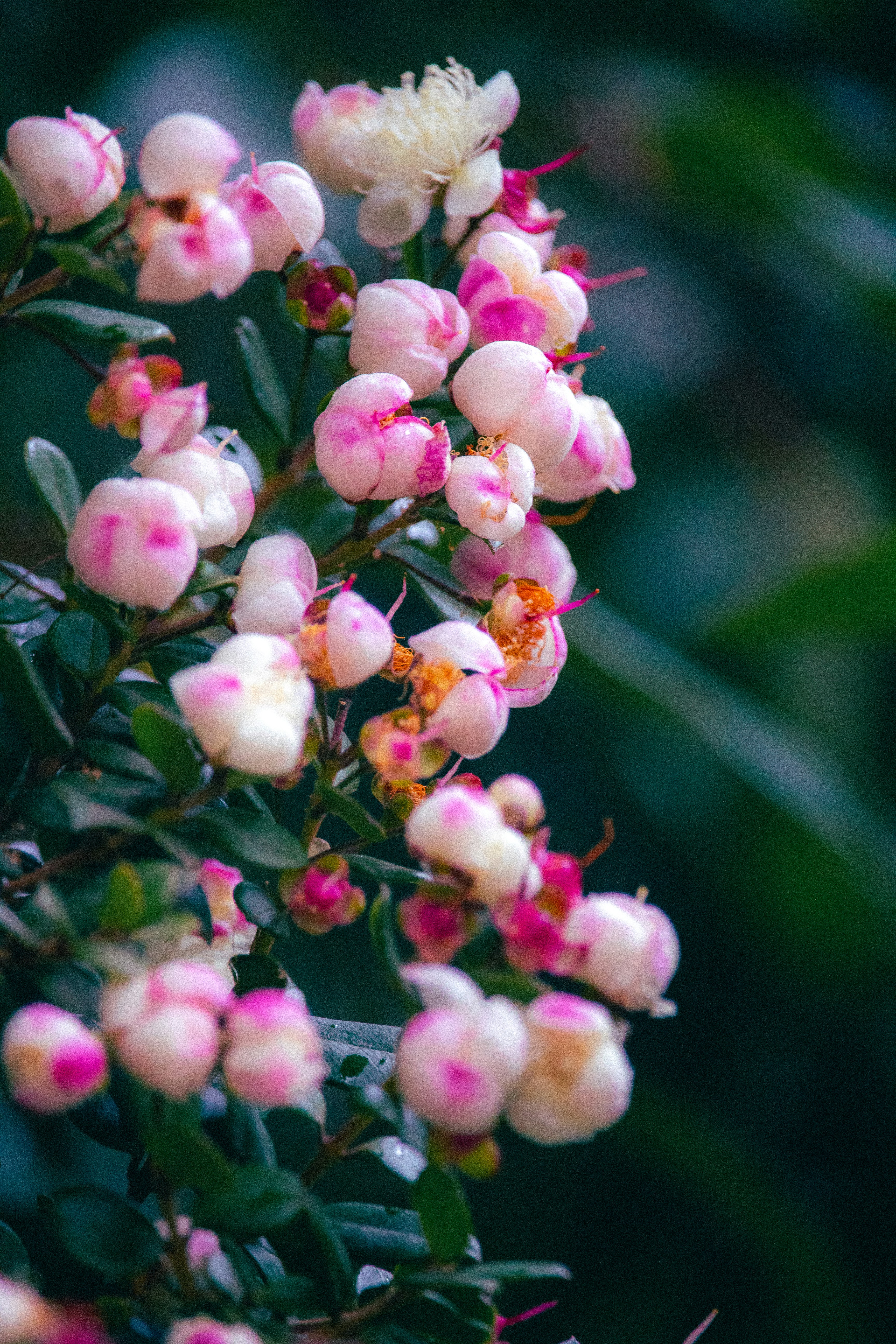 Blush cluster: delicate blossoms in soft focus against a verdant backdrop