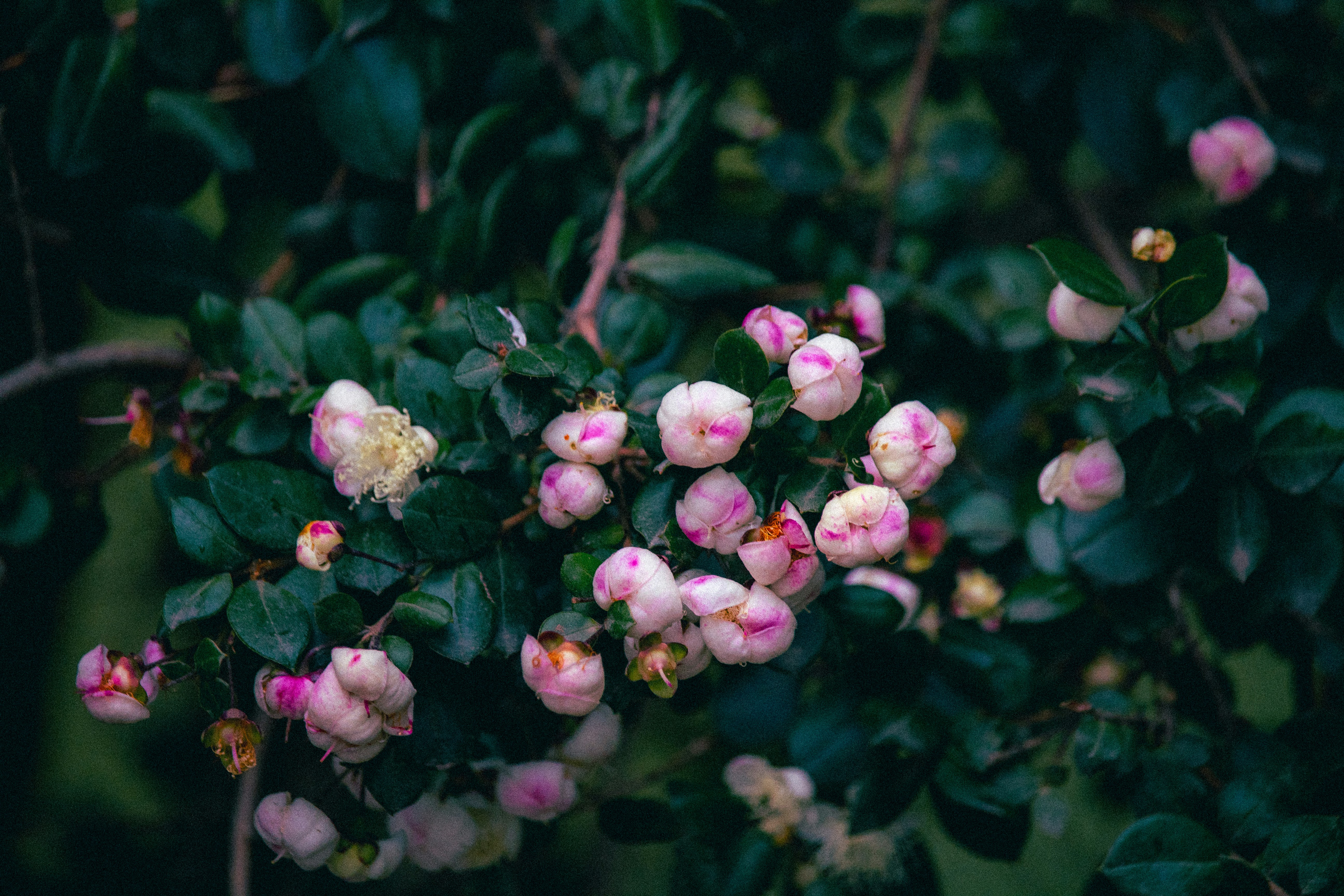 Pink Buds in a Quiet Garden Fringe
