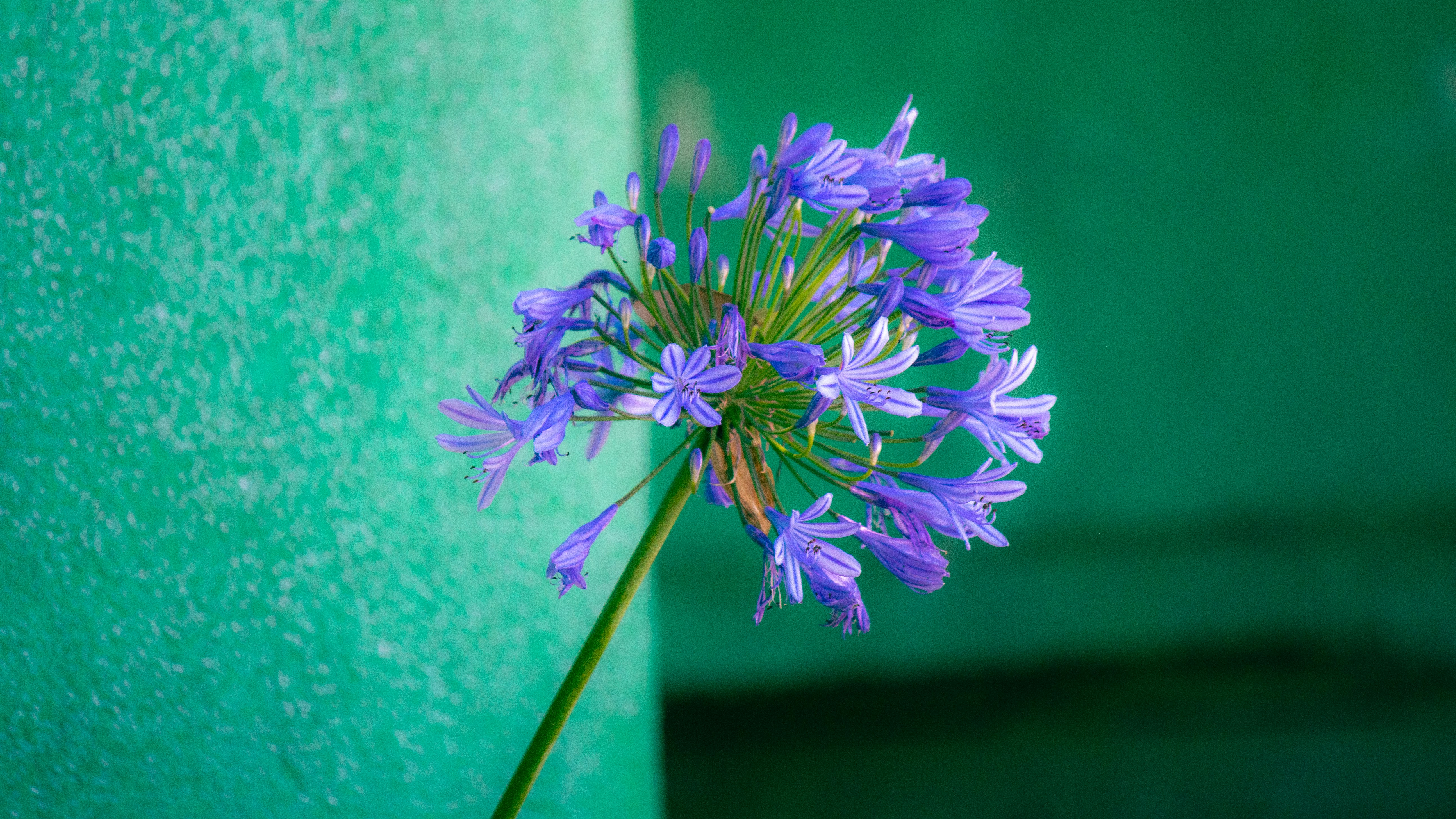 Purple Allium Fractals: Violet Bloom Between Teal Poles