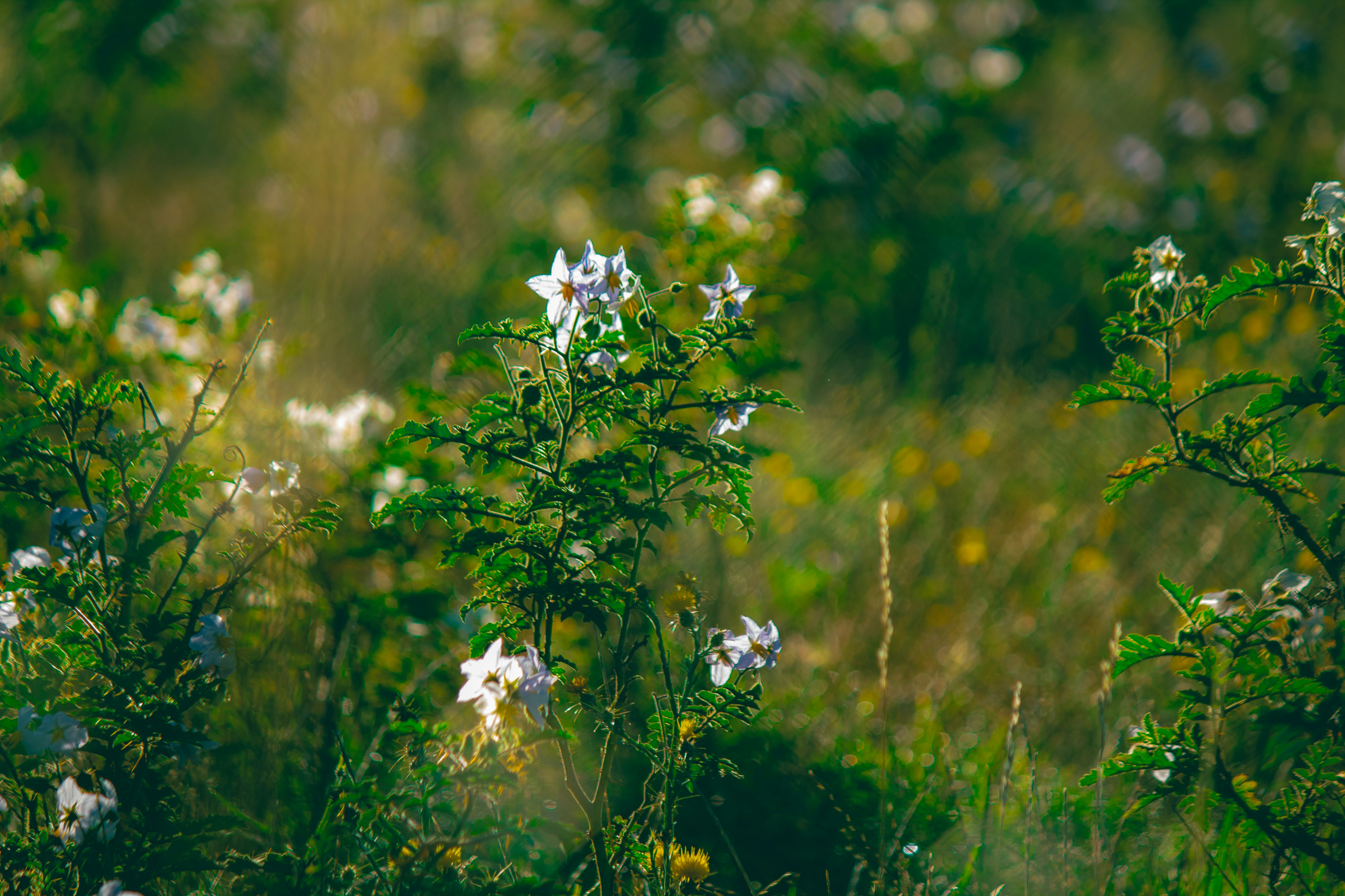 White blossoms in a sunlit meadow framed by emerald stems