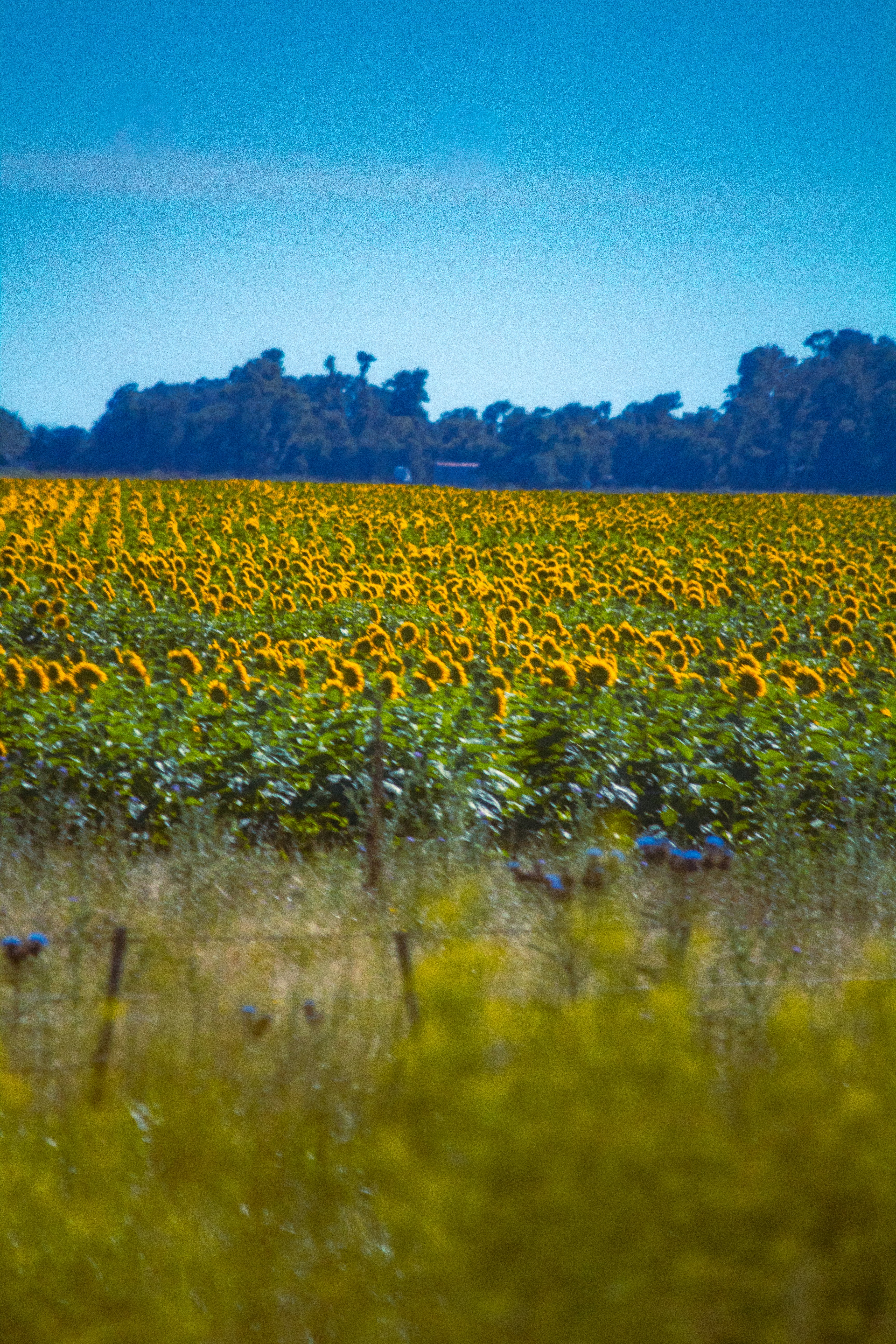 Golden Sea: Sunflowers Stretch Toward the Distant Blue Horizon