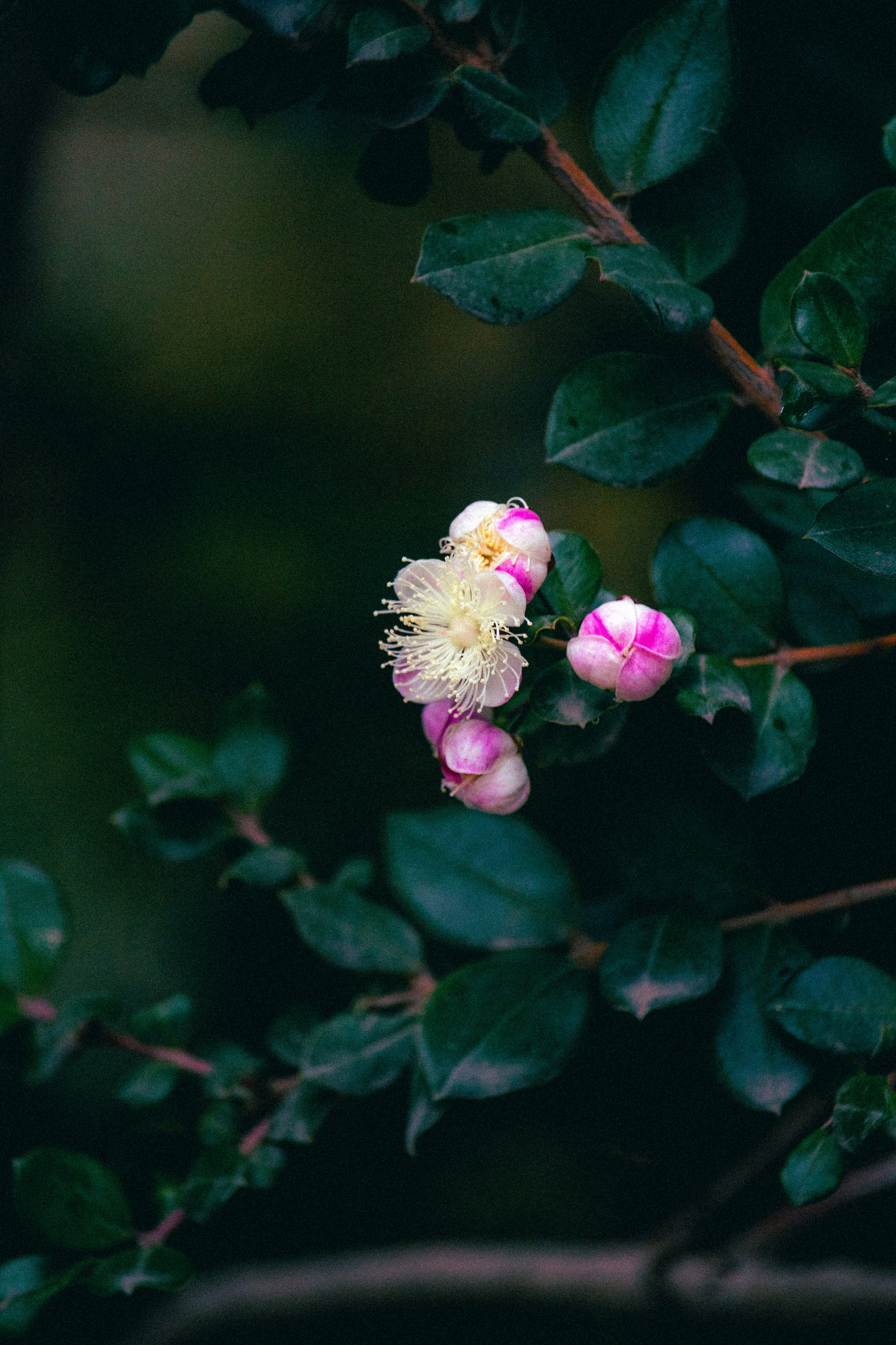 Blooming Buds in Quiet Green: A Close-Up of Pink-White Camellia Buds
