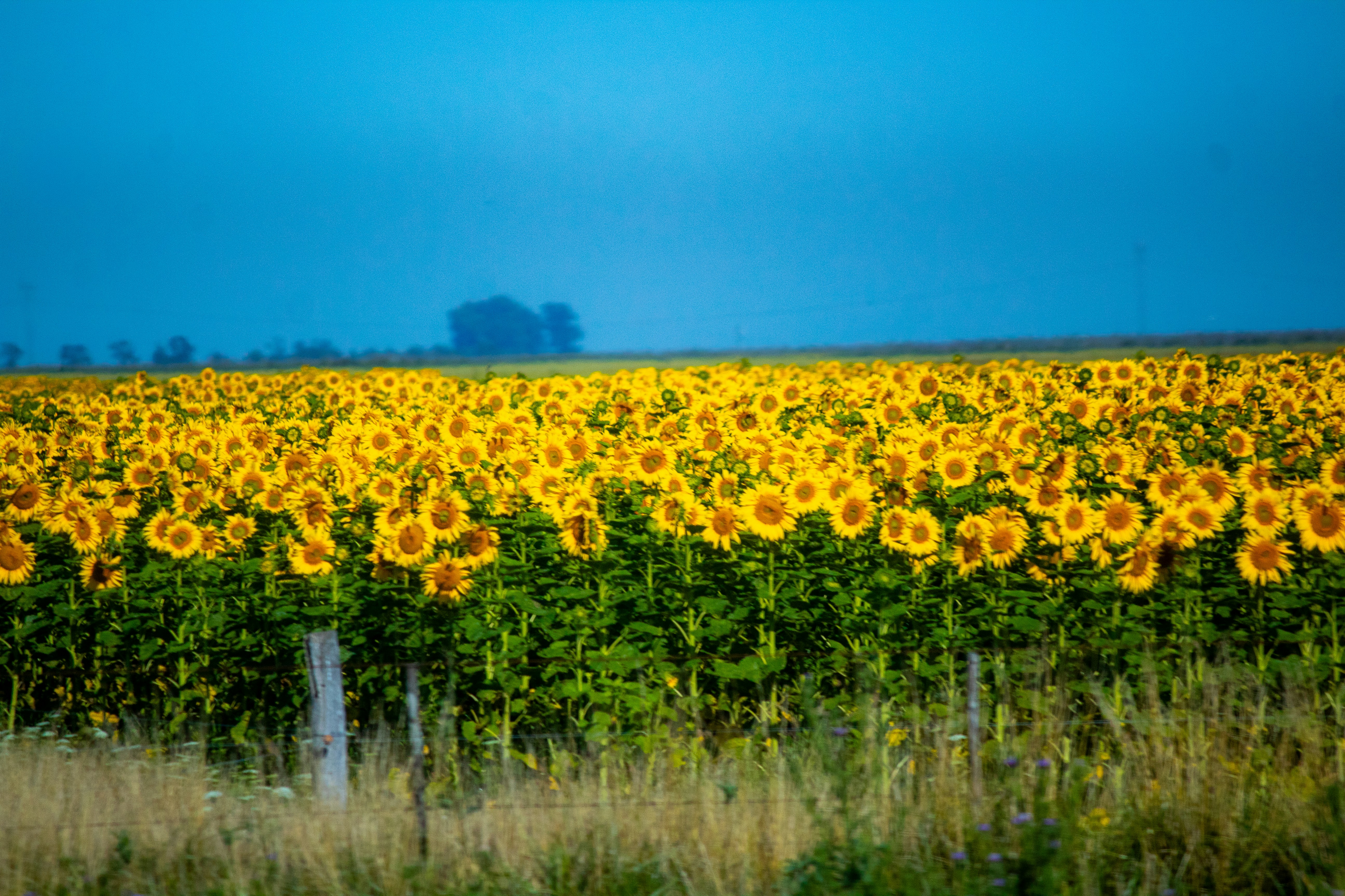 Golden Sea: A Horizon of Sunflowers Under a Clear Blue Sky