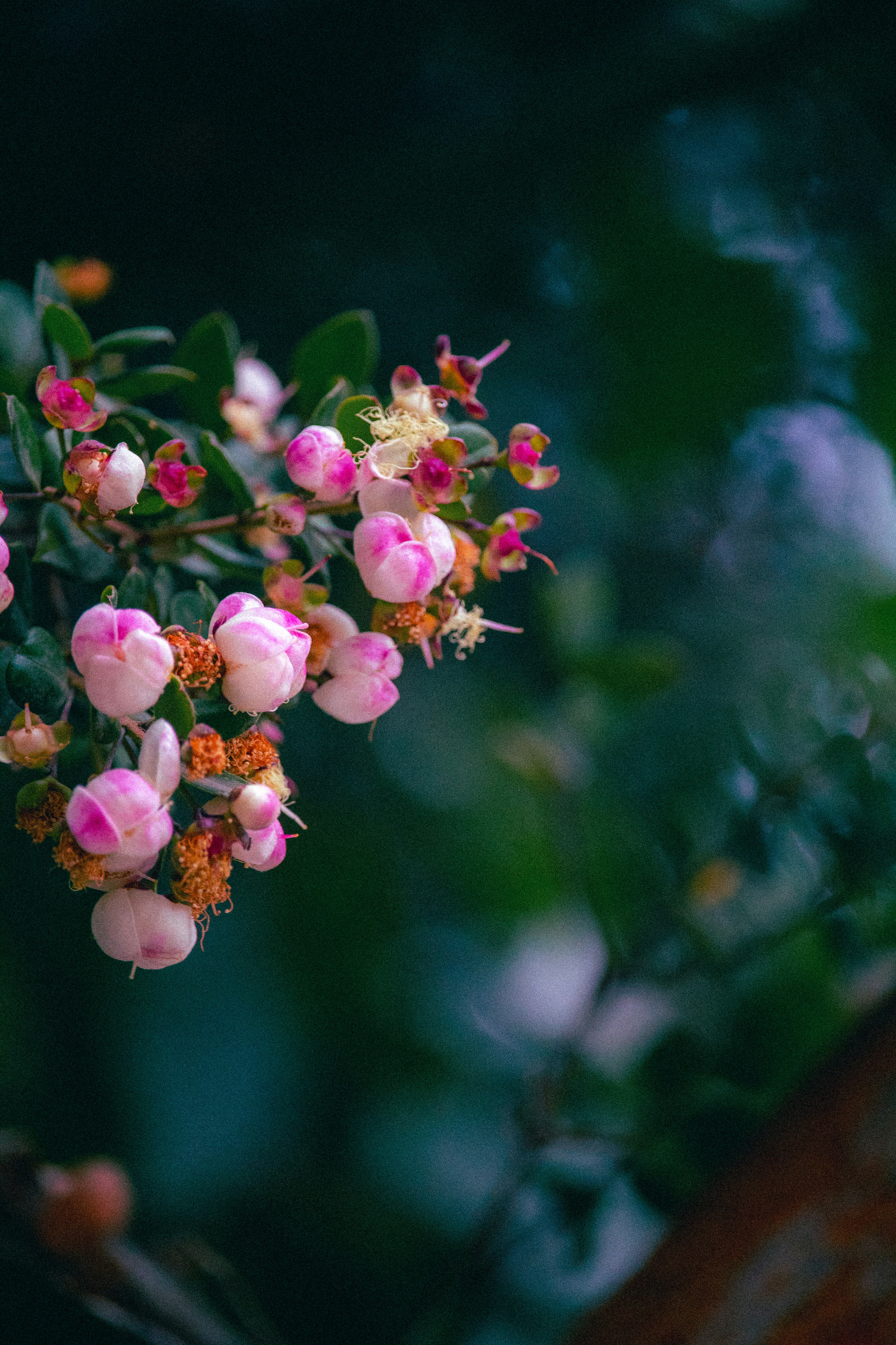 Pink Buds on a Velvet Green: Close-up of Blossom Cluster