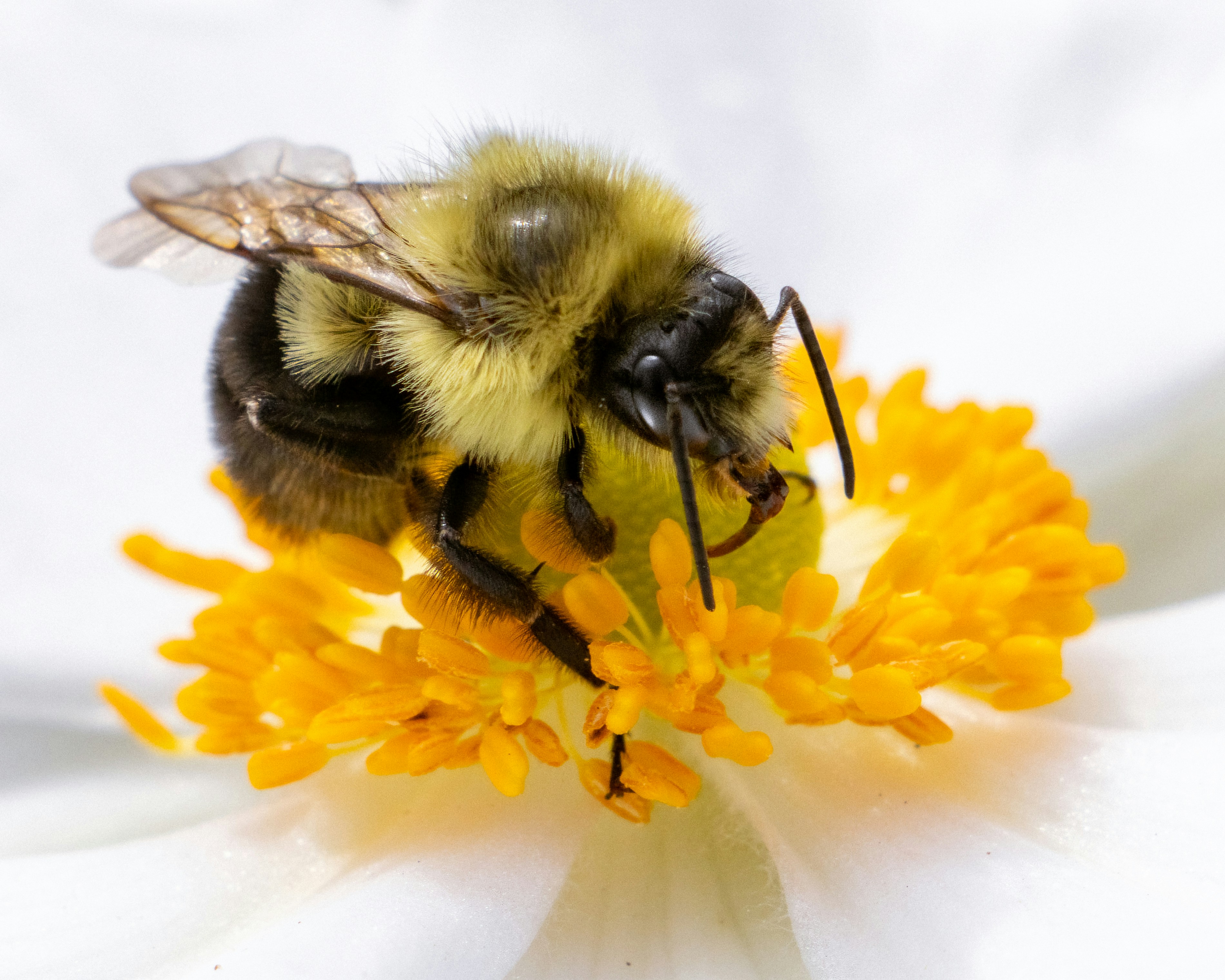 A close-up of a bee perched on a vibrant orange stamen of a white flower, revealing fine details of its fuzzy body and delicate wings. This is a macro-style photographic capture emphasizing texture and color.