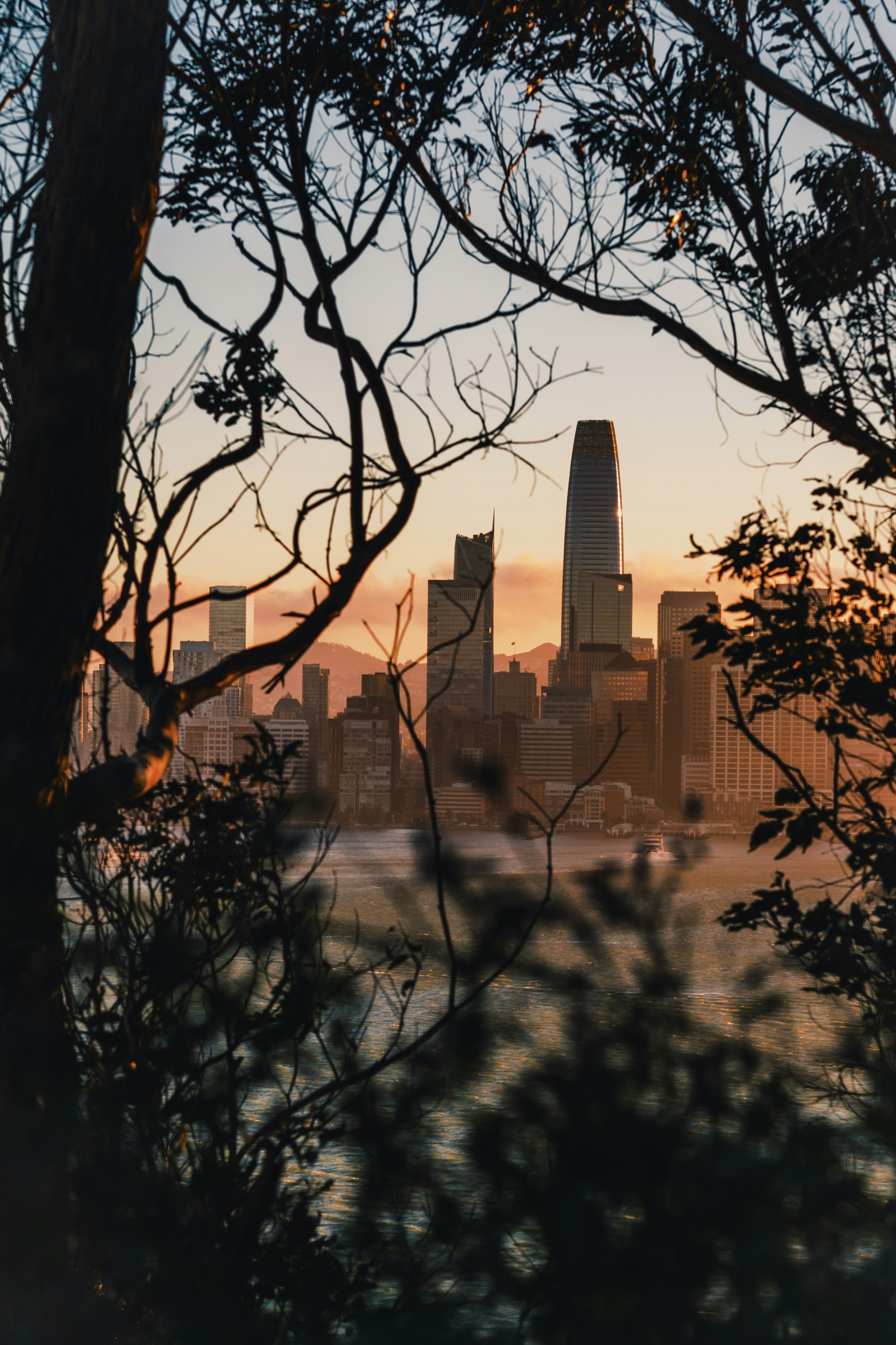 Framing the Golden Skyline Through Weaving Branches