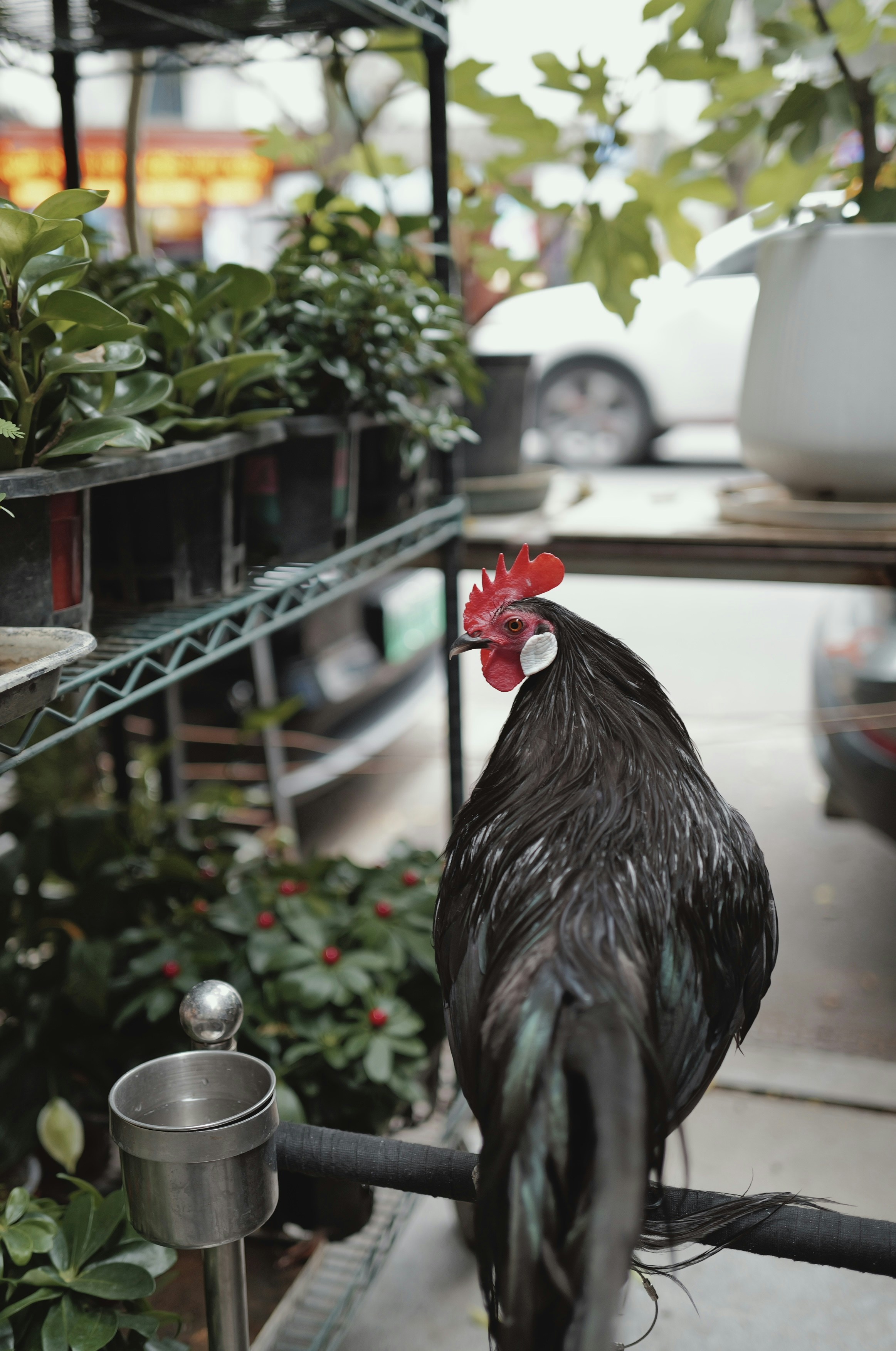Robust Black Rooster at a Plant Nook by the Street