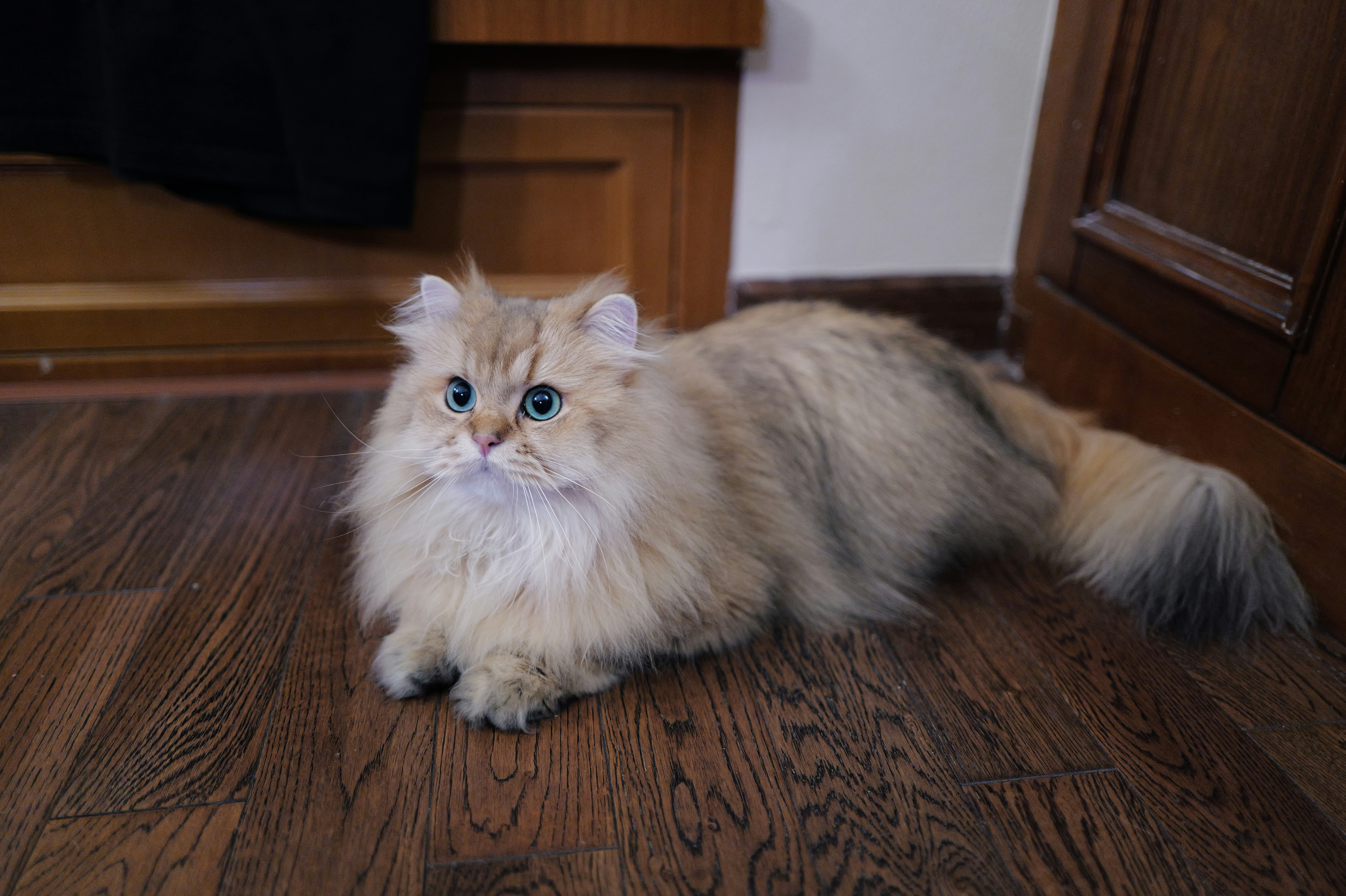 Fluffy-eyed Stare on a Wooden Stage