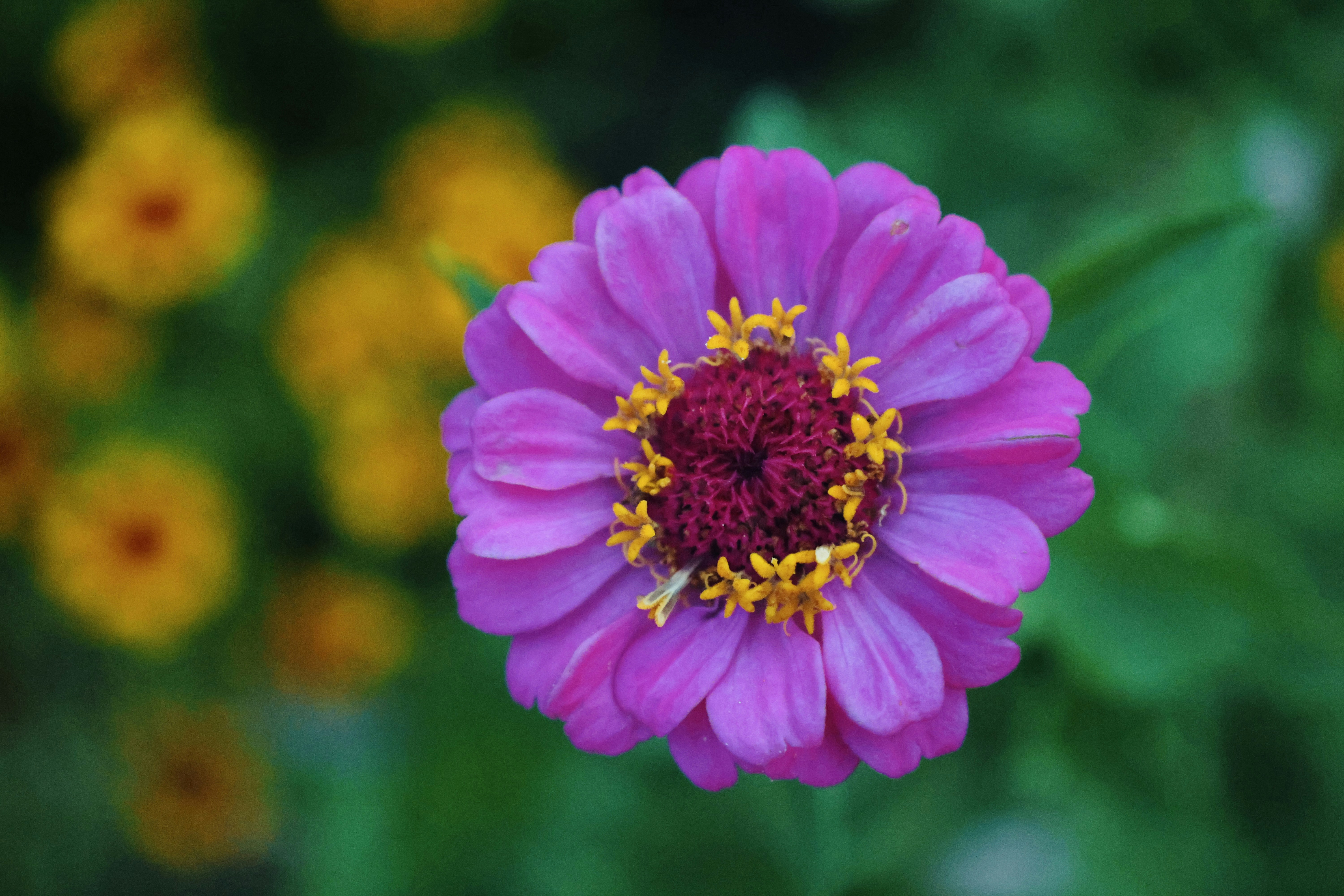 Vibrant Zinnia in Full Bloom Promise