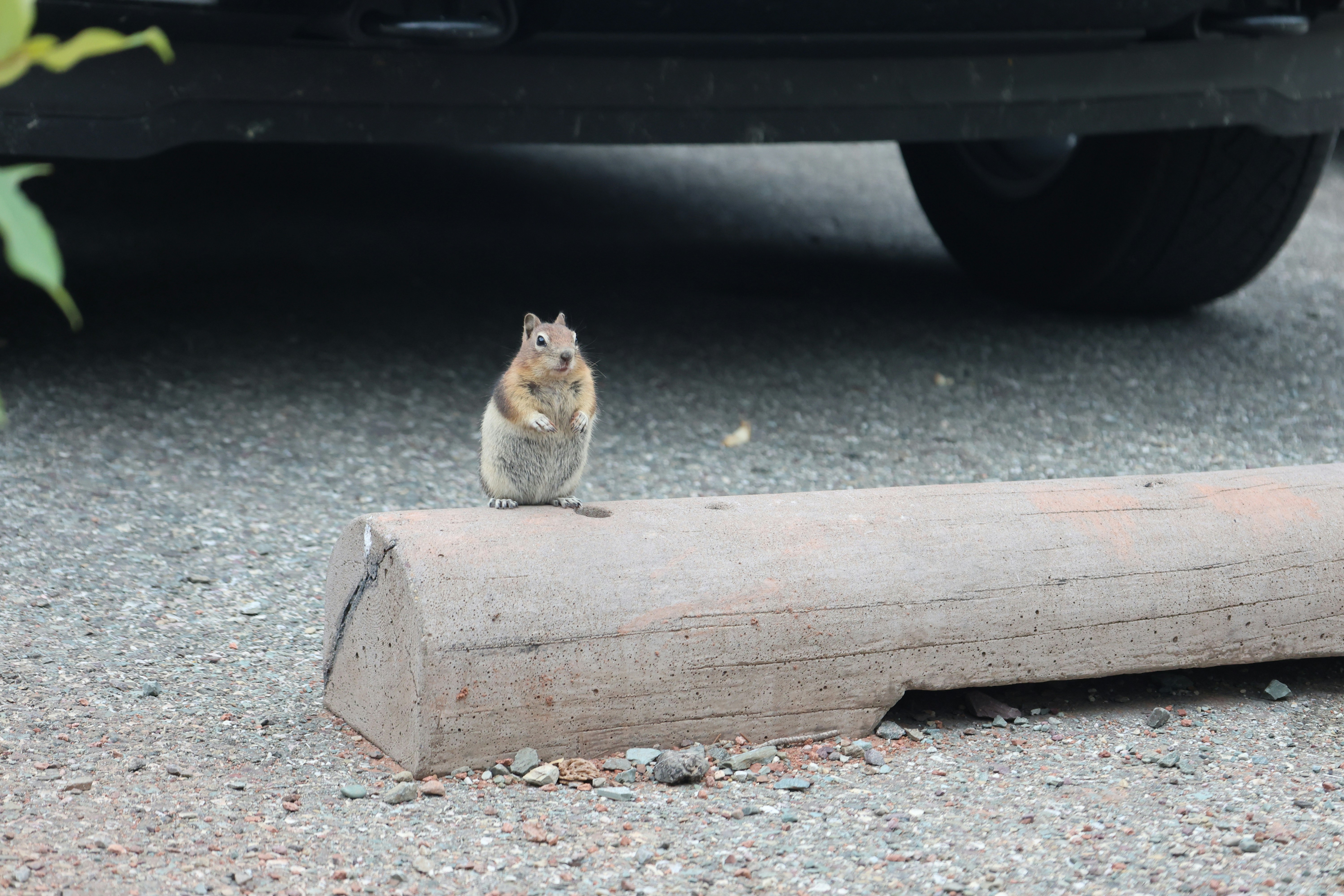 Pocket Sentinel on a Wooden Concrete Pale: Squirrel Kept by a Car