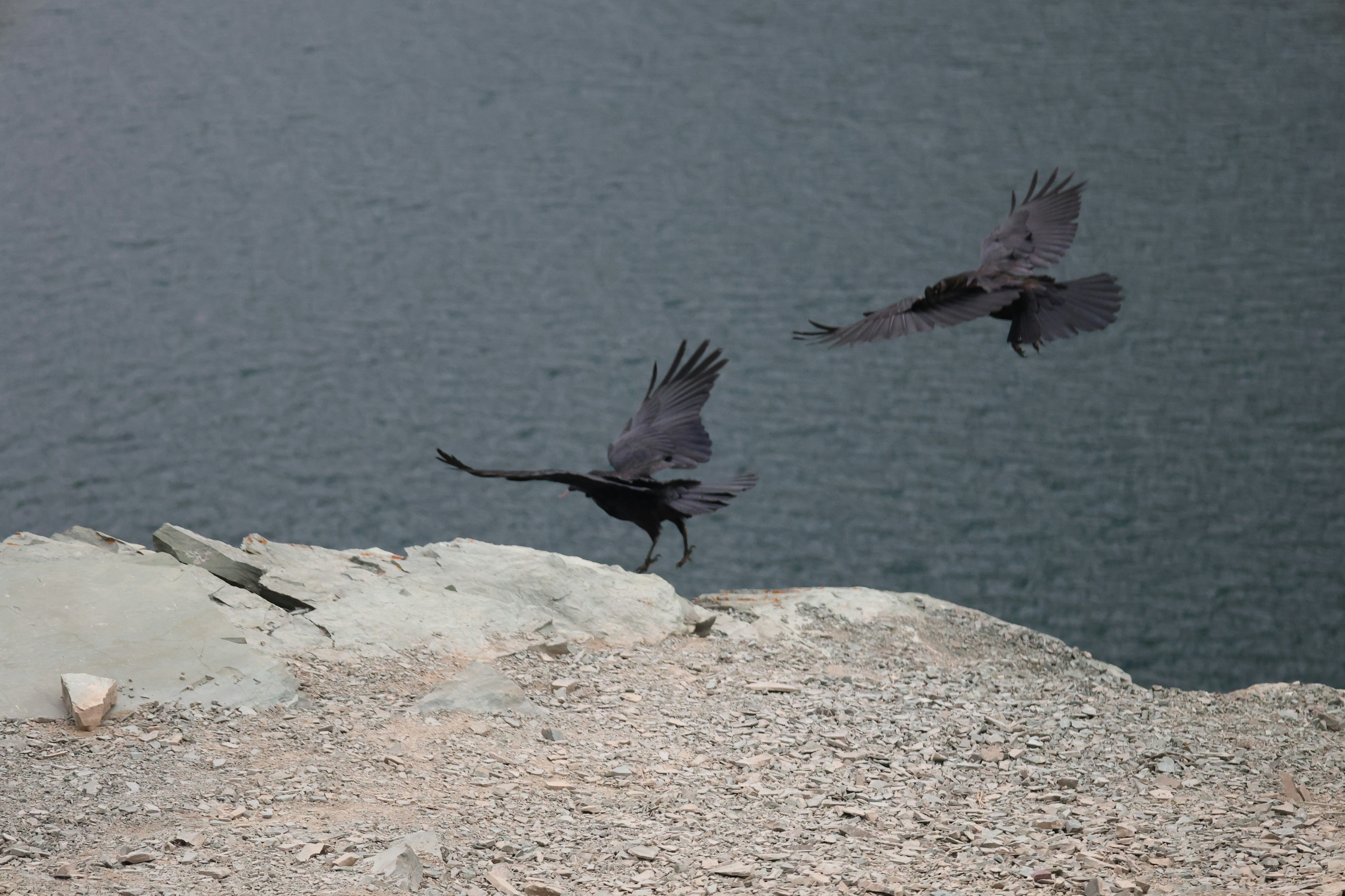 Two Gulls in Flight Above a Pebble Dune by Quiet Water