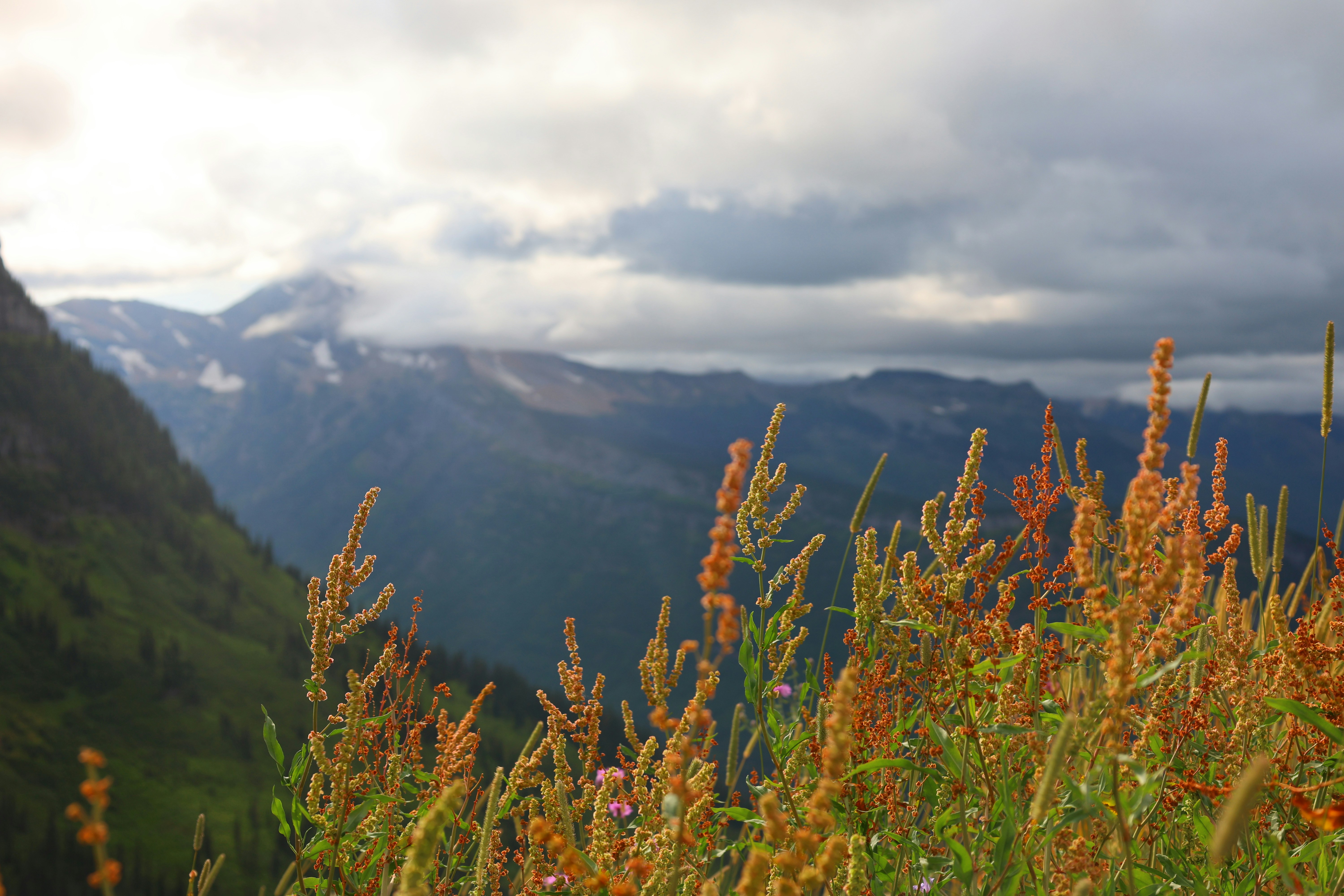 Vibrant wildflowers in the foreground with a distant alpine valley and cloudy sky.
