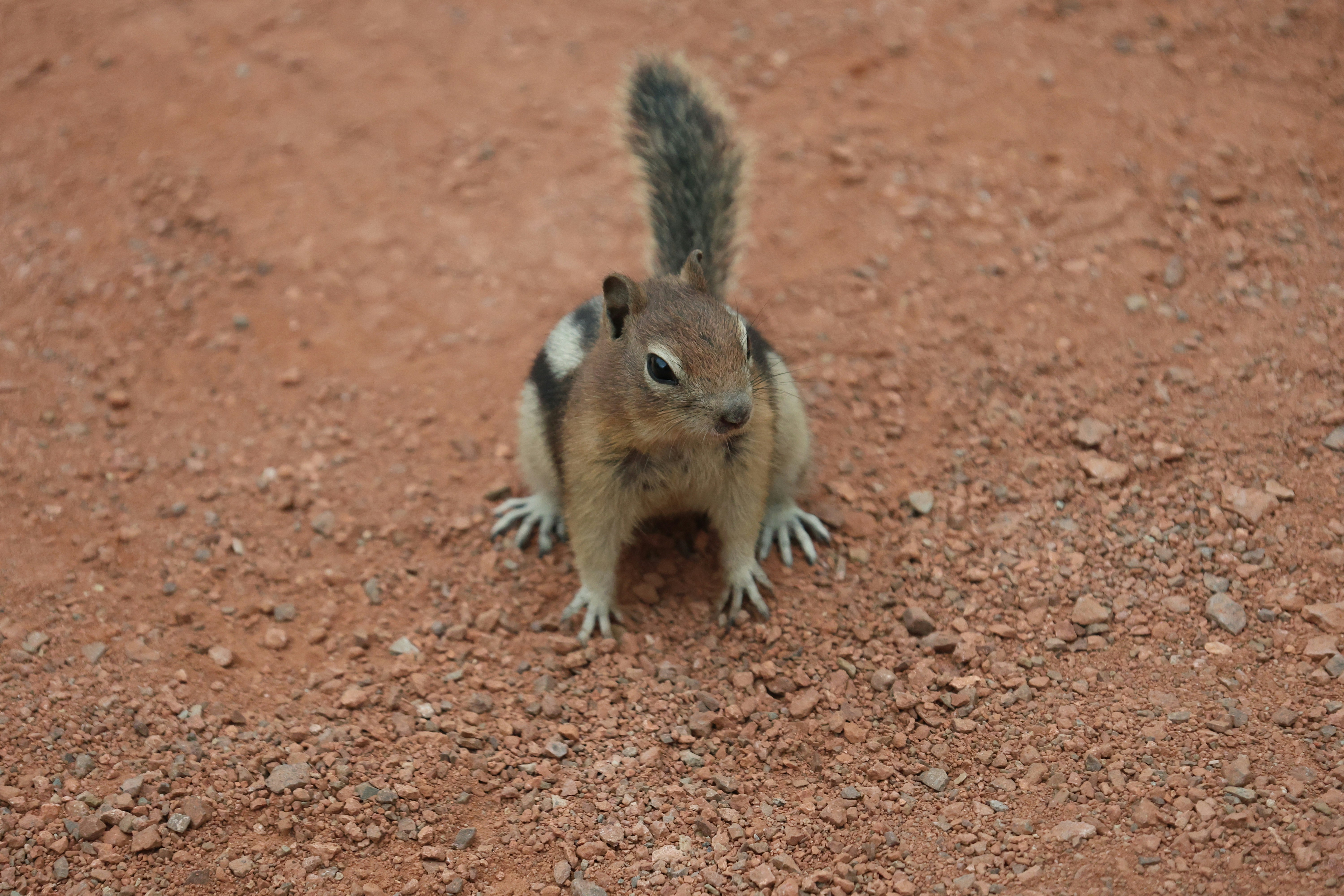 Striped Squirrel on Sunlit Red Gravel