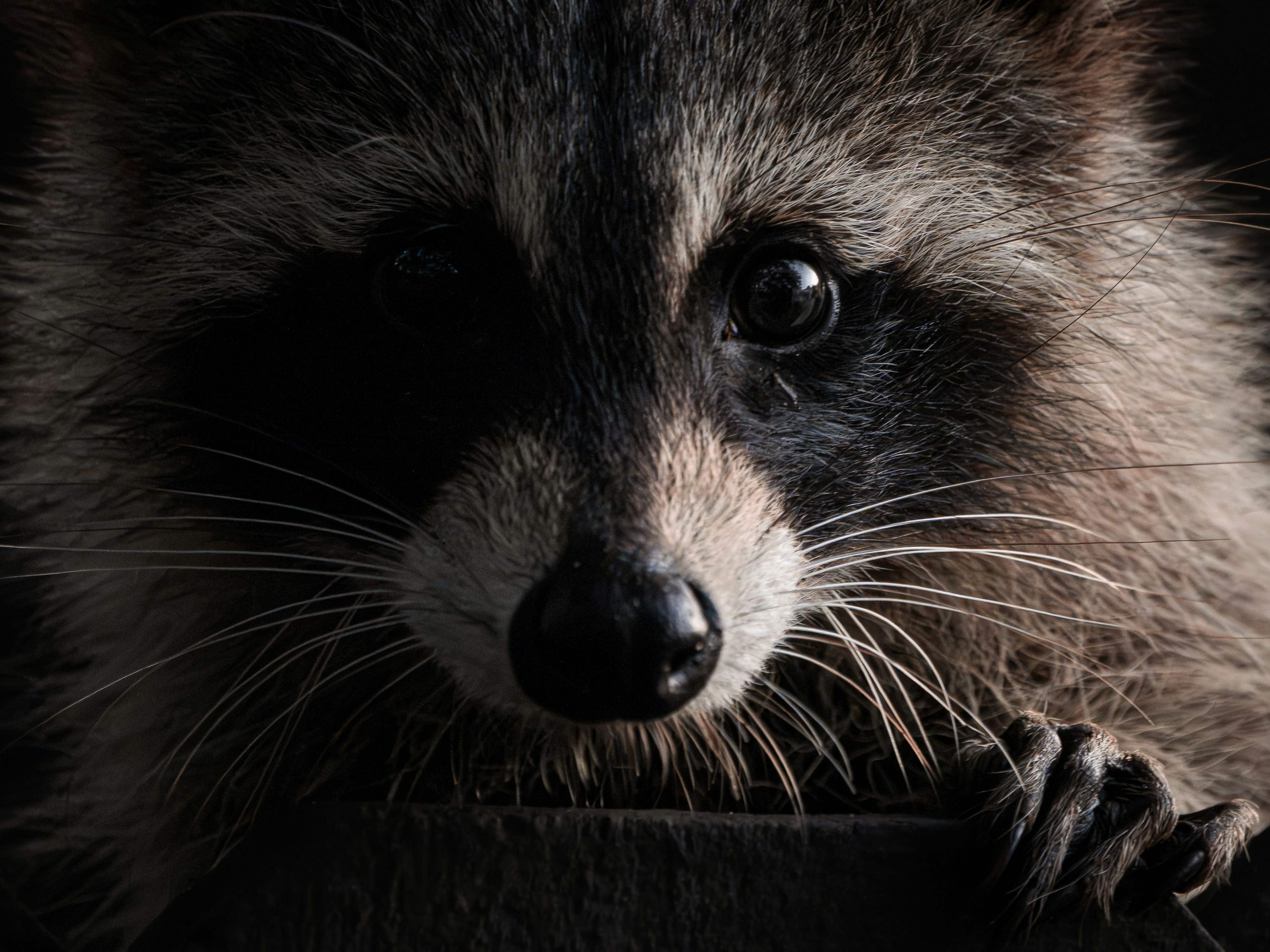 Curious Nose in Focus: A Close-Up of a Raccoon's Gaze
