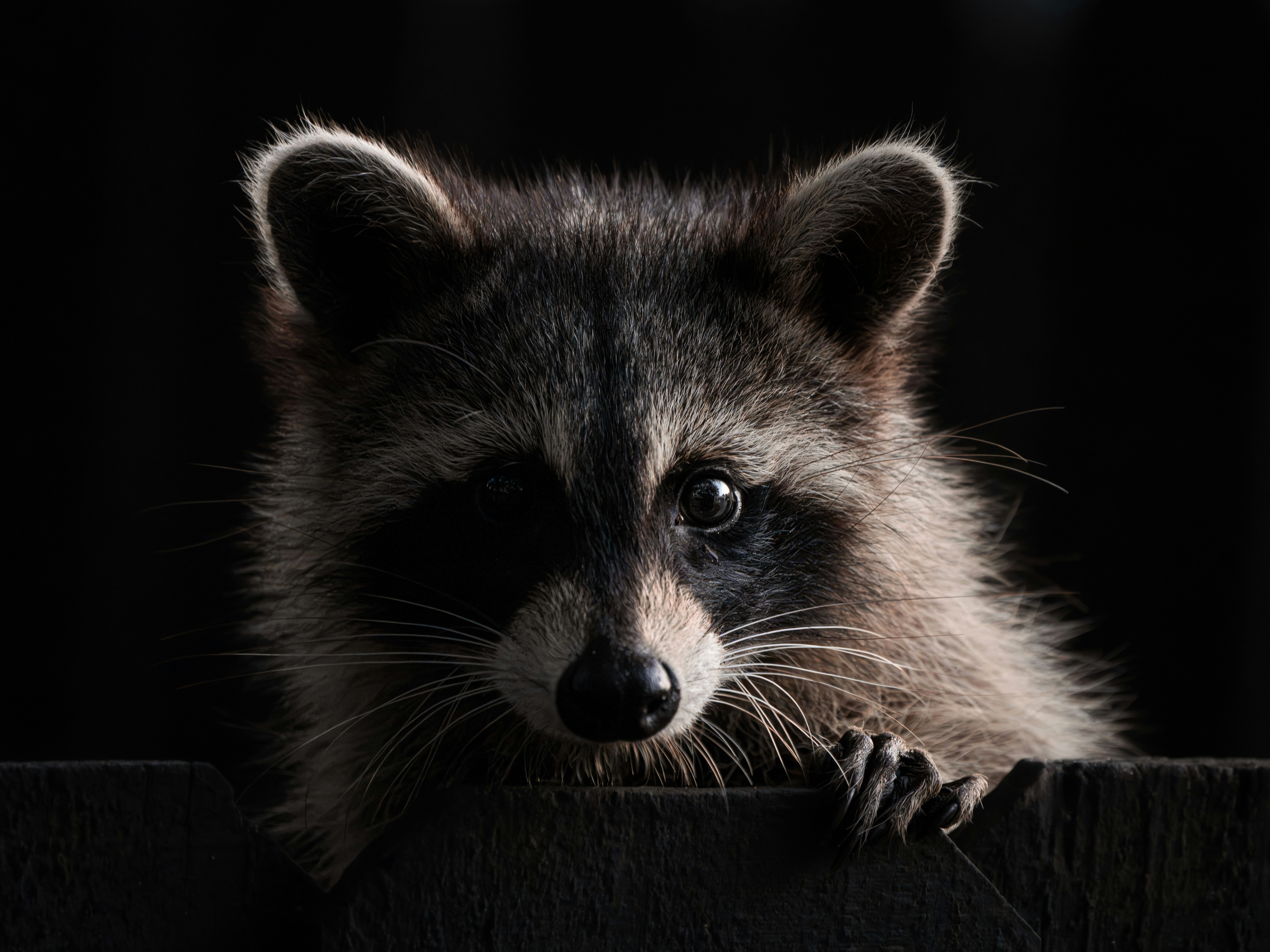 Masked Eyed Stare: A Curious Raccoon Peeks Over the Fence