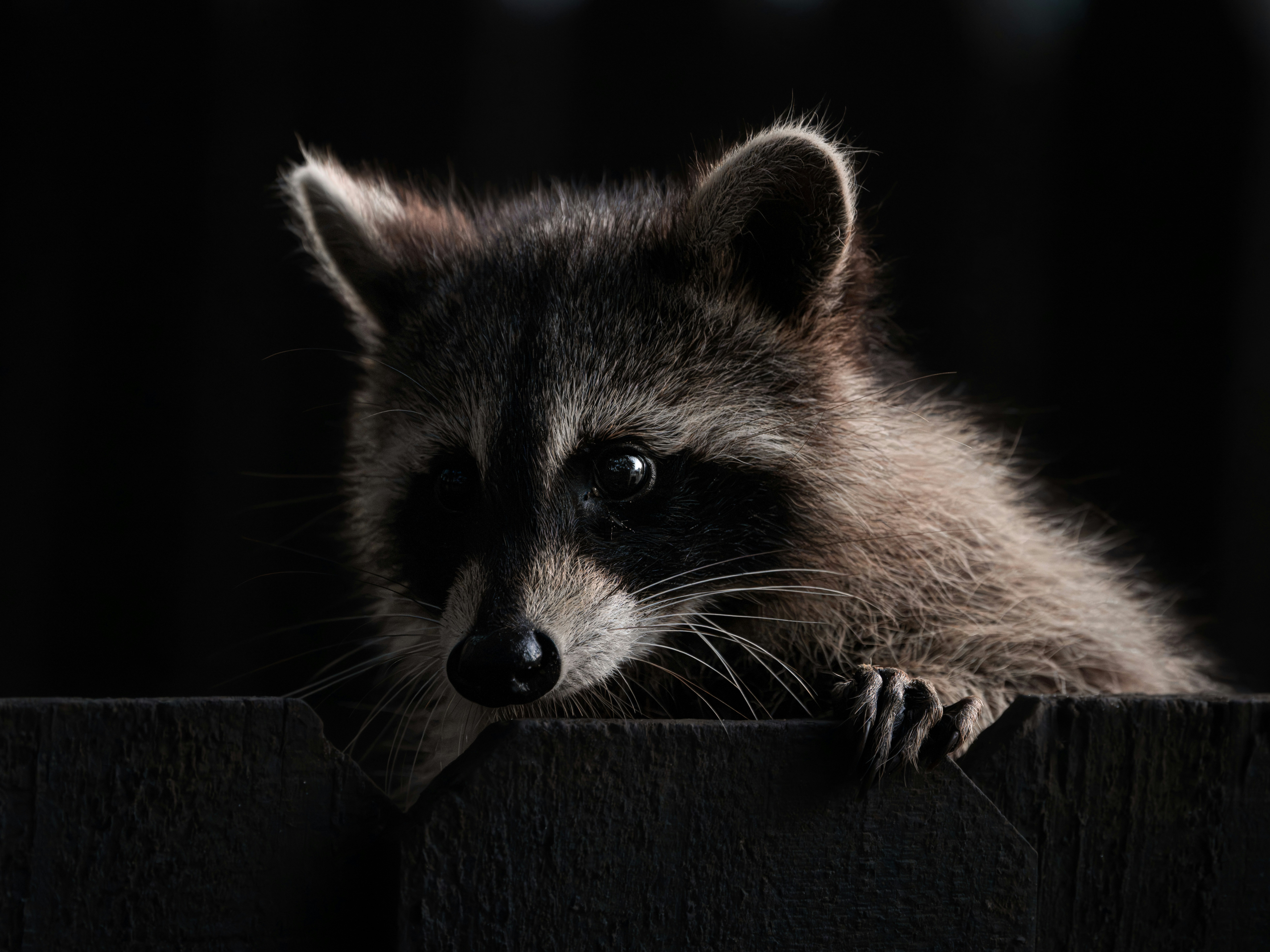 Midnight Caper: A Curious Raccoon Peeks Over the Fence