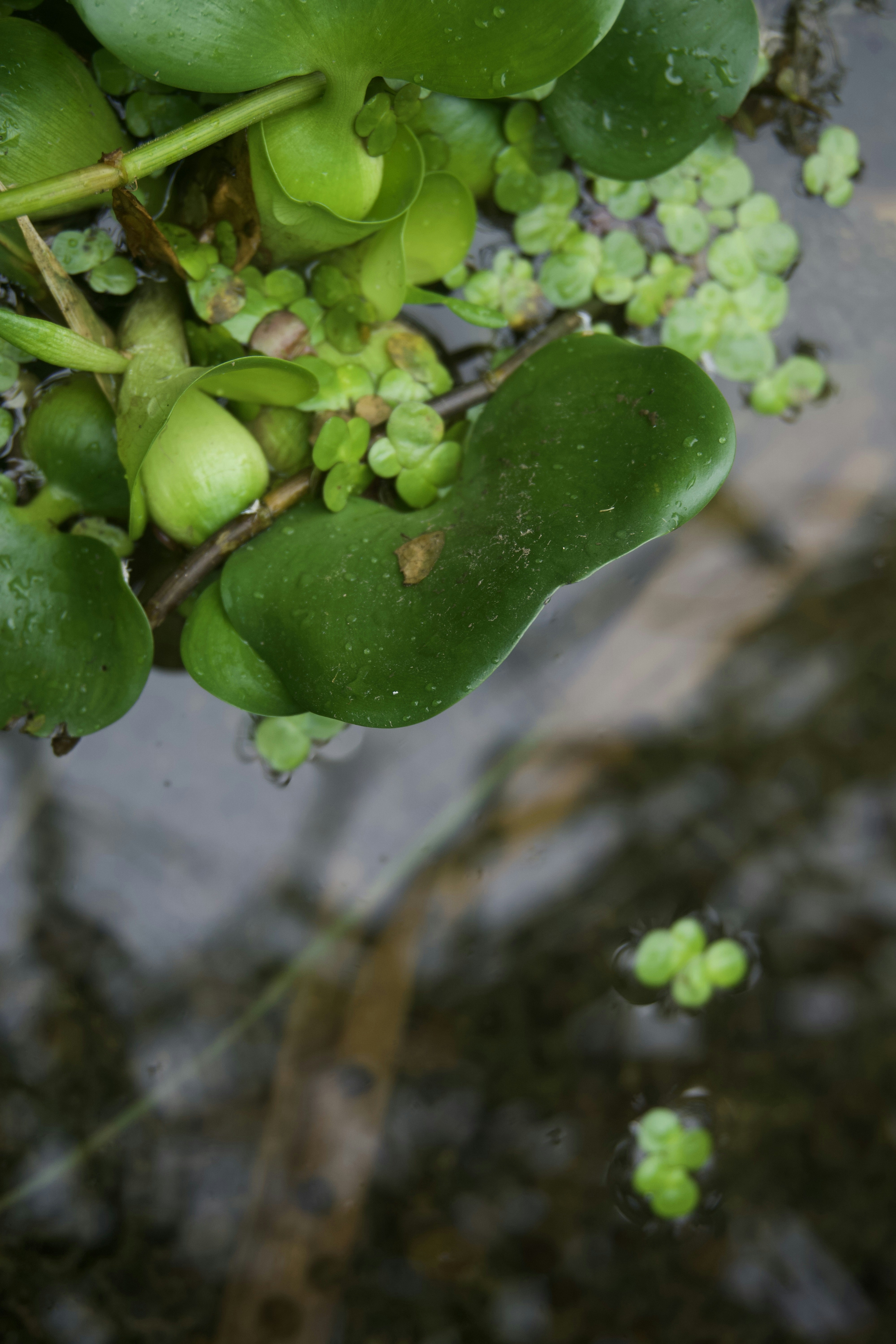 Floating green life: close-up of pepper-like leaves and duckweed in a glassy pond
