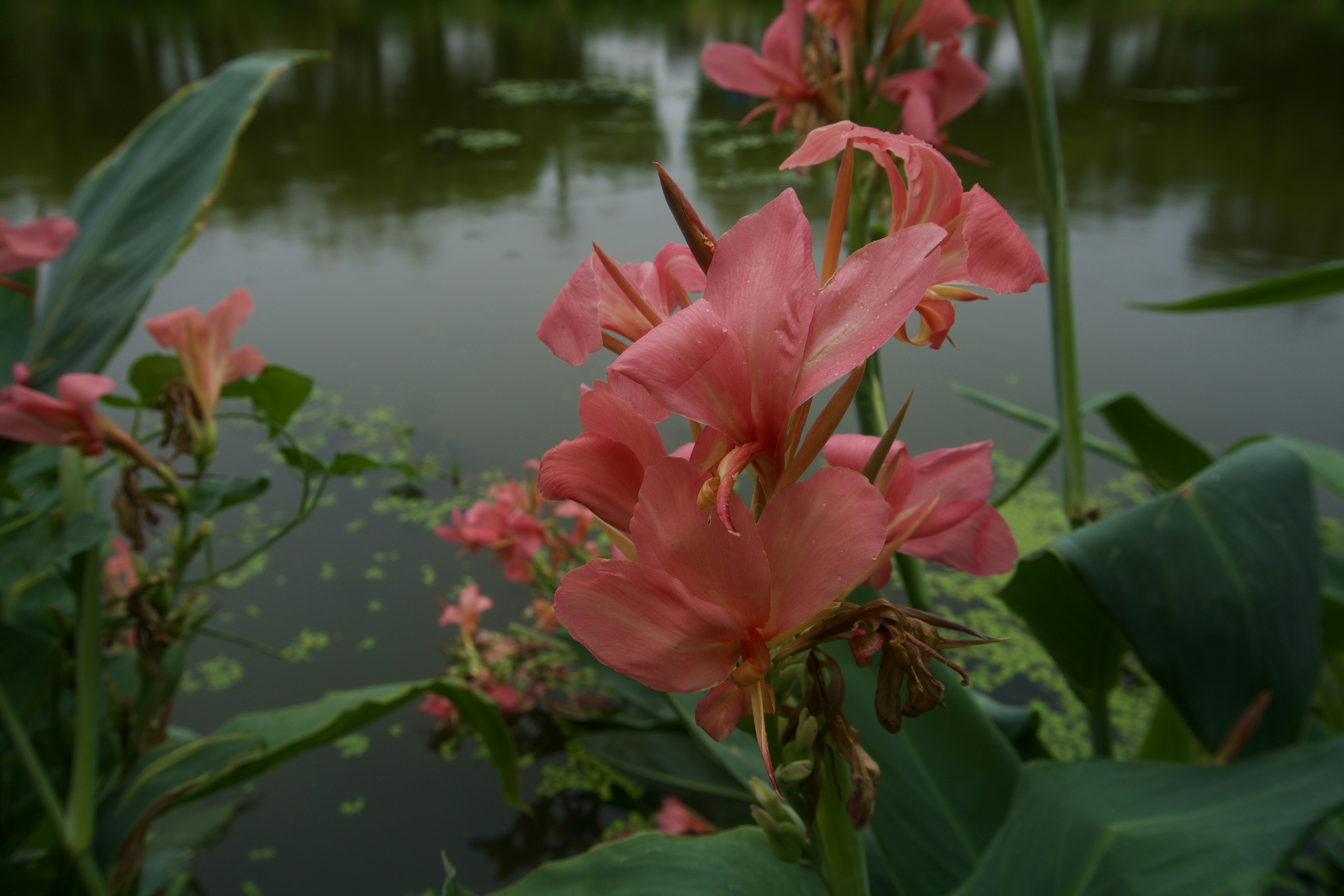 In the Pink: Reflections by the Pond