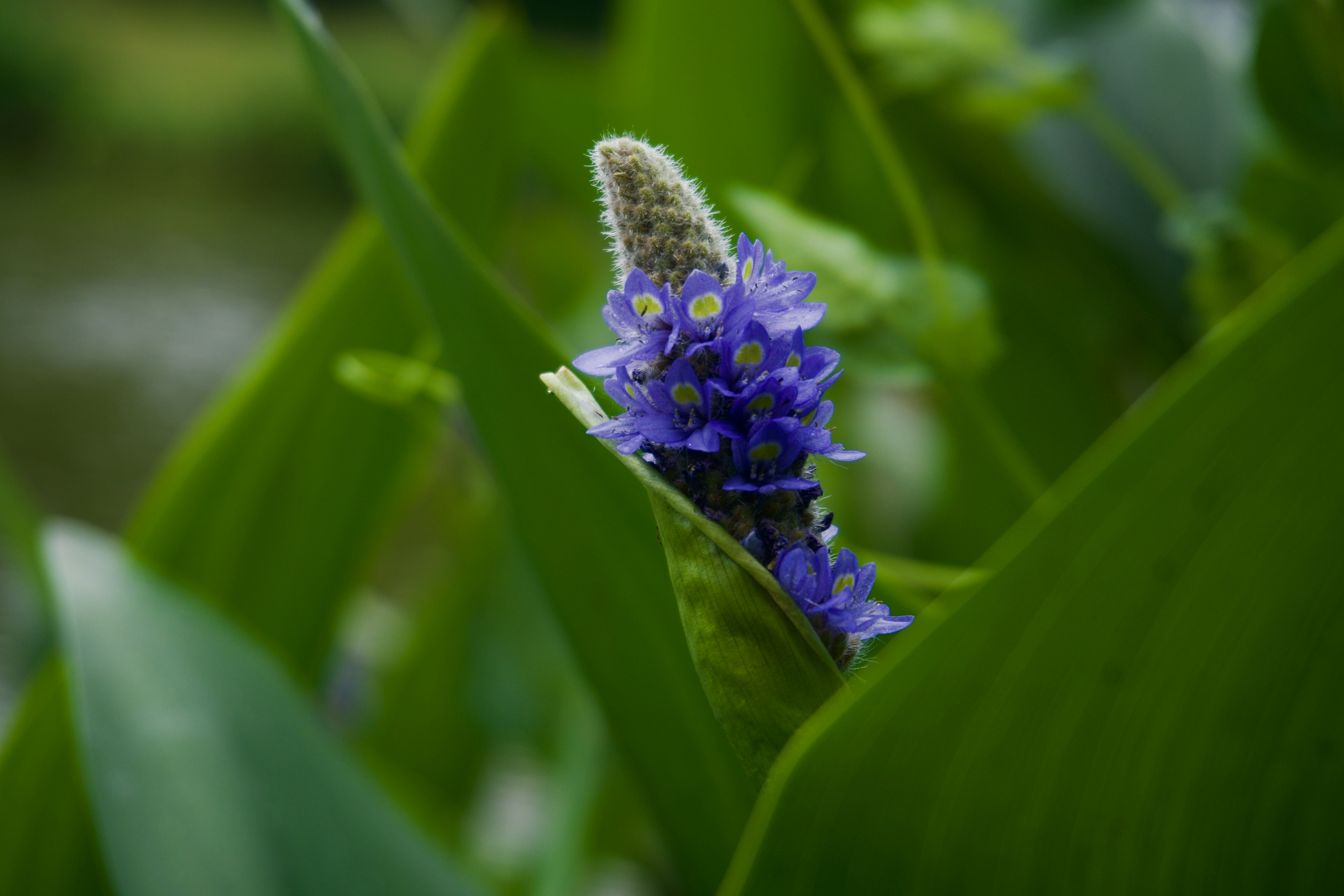 Blue spire emerging from emerald folds