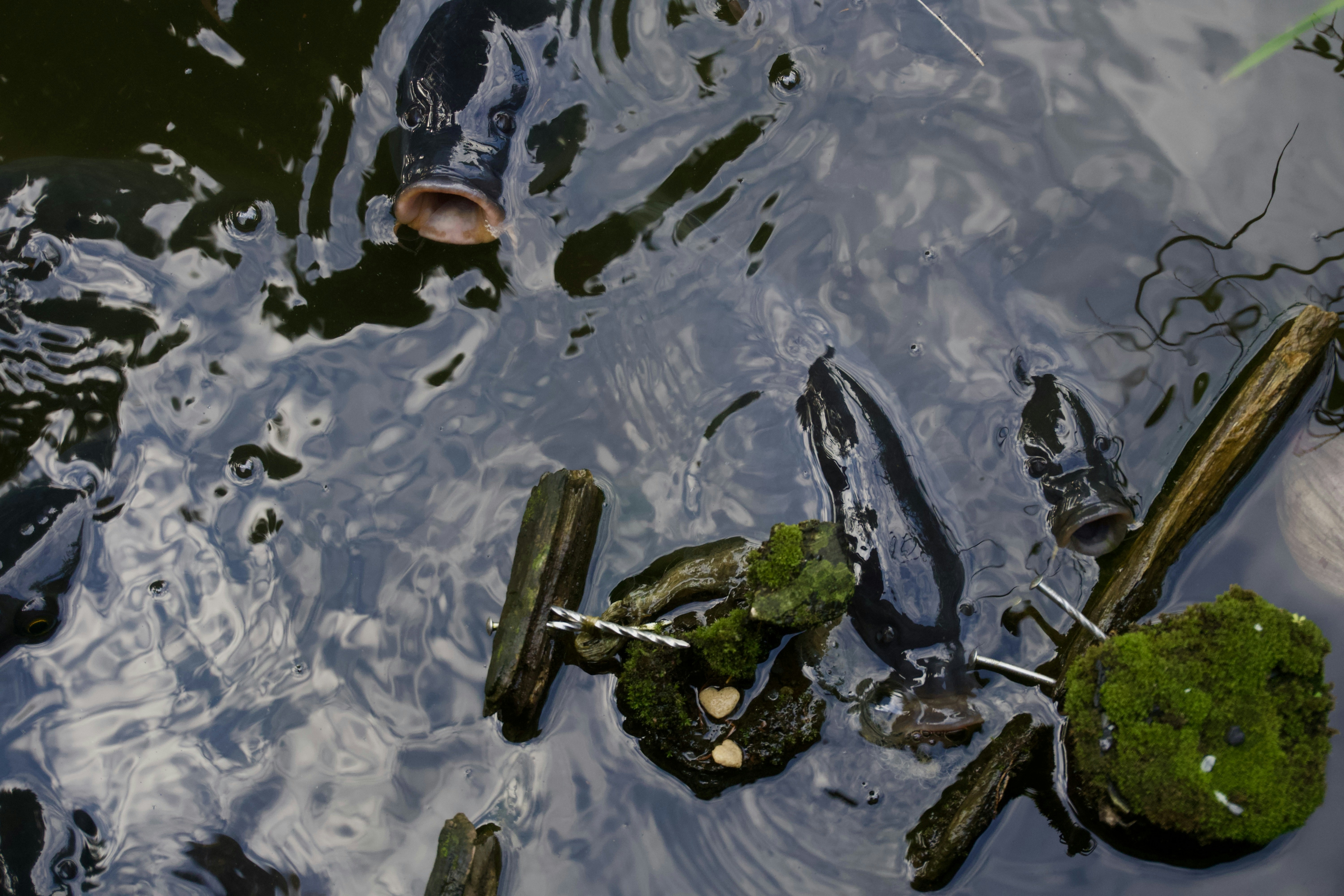 Underwater Debris and Moss near the Creekbed