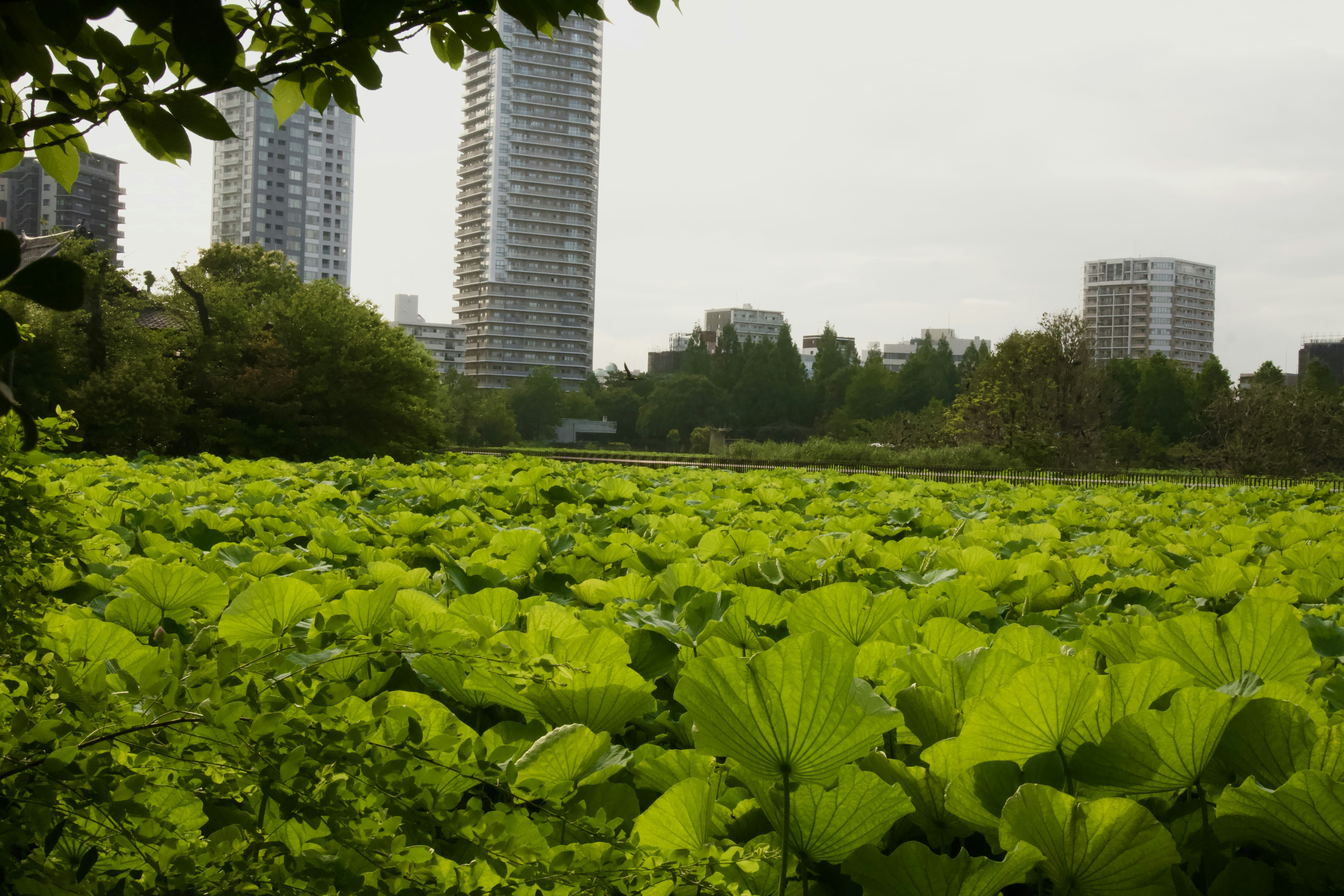 Urban Sea of Green: A Leafy Field Meets Skyscraper Silhouettes