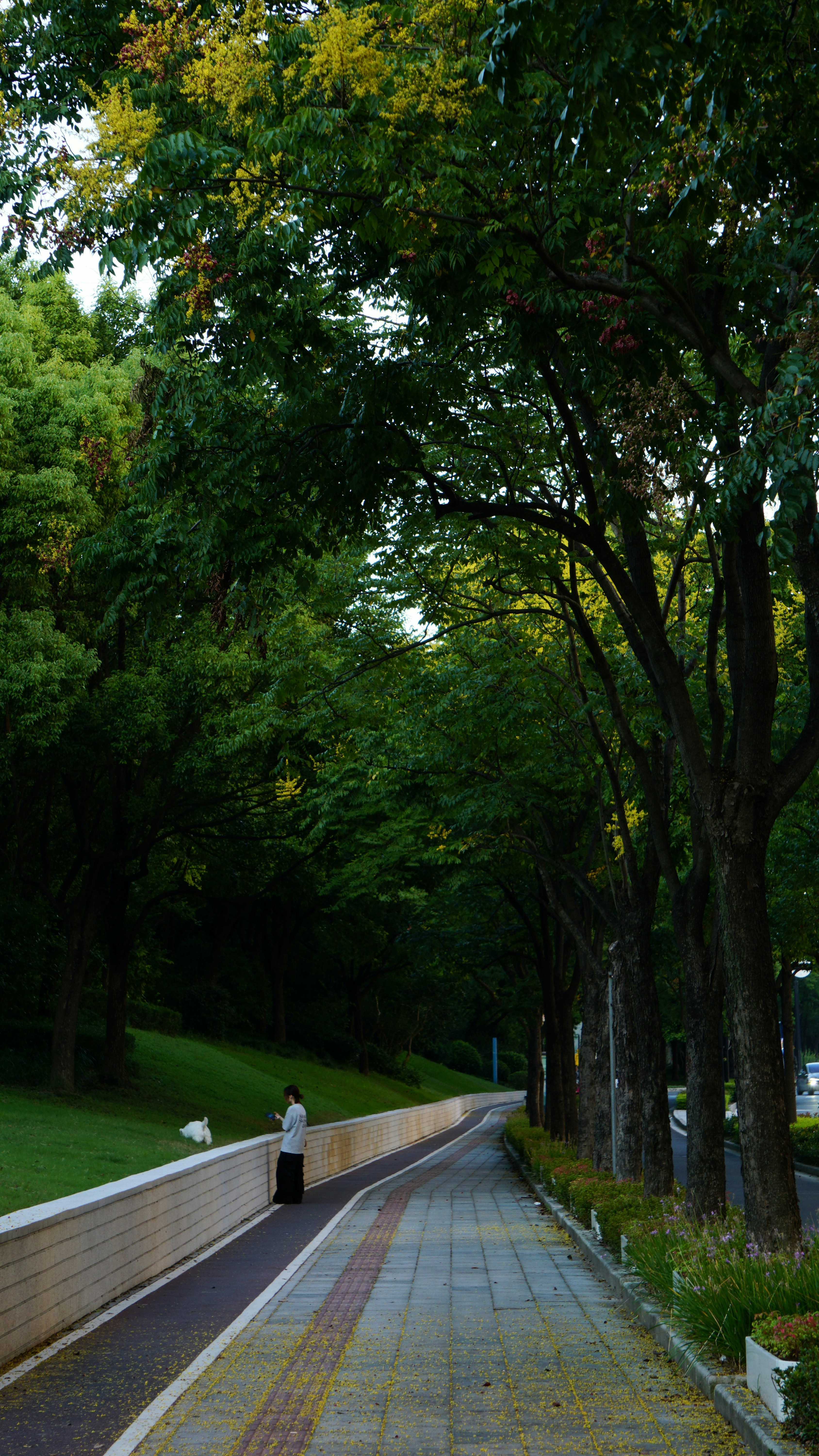 Quiet Riverside Promenade with Shaded Trees