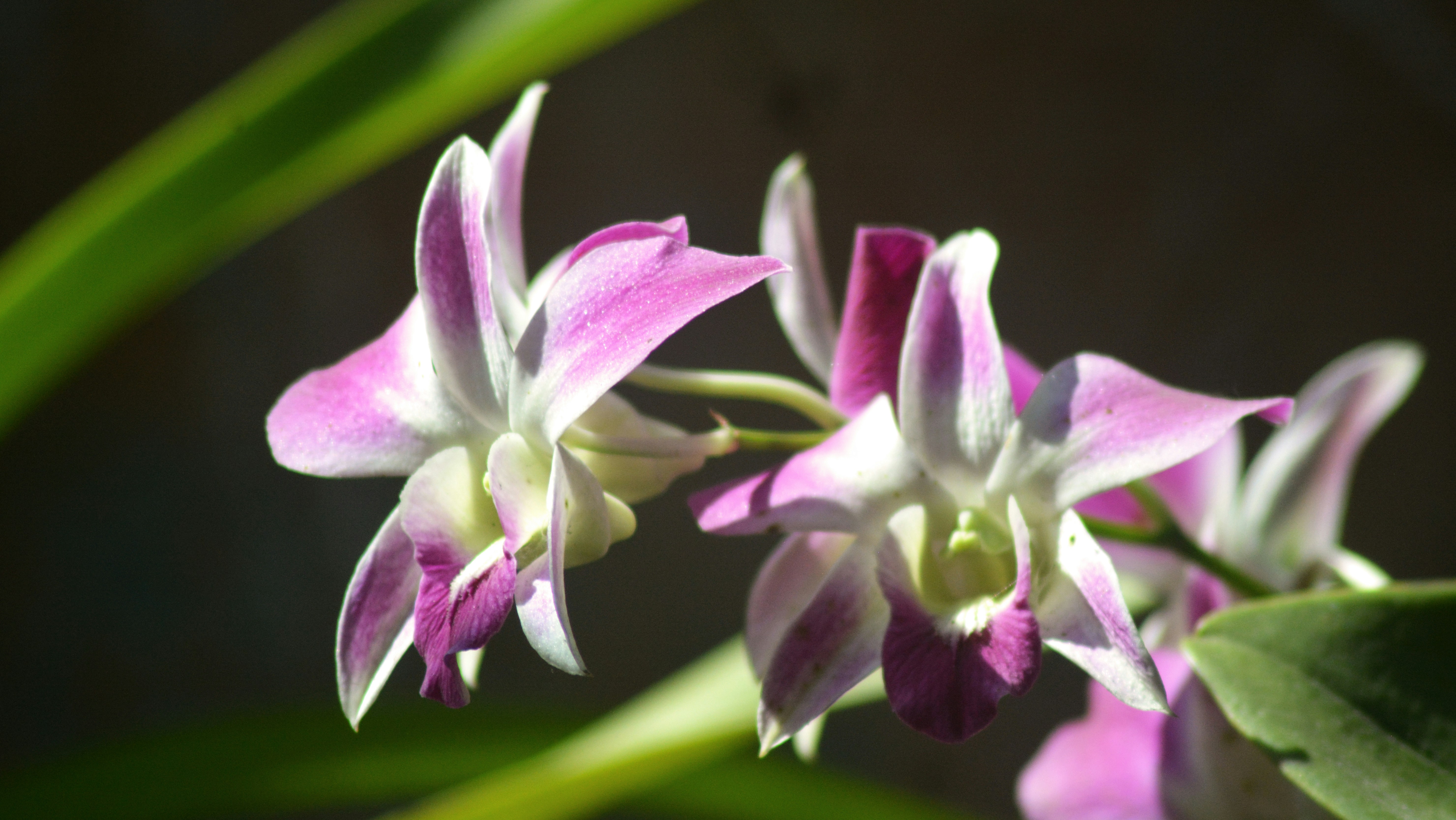 Orchid Chorus: Soft pink and white blooms in gentle backlight