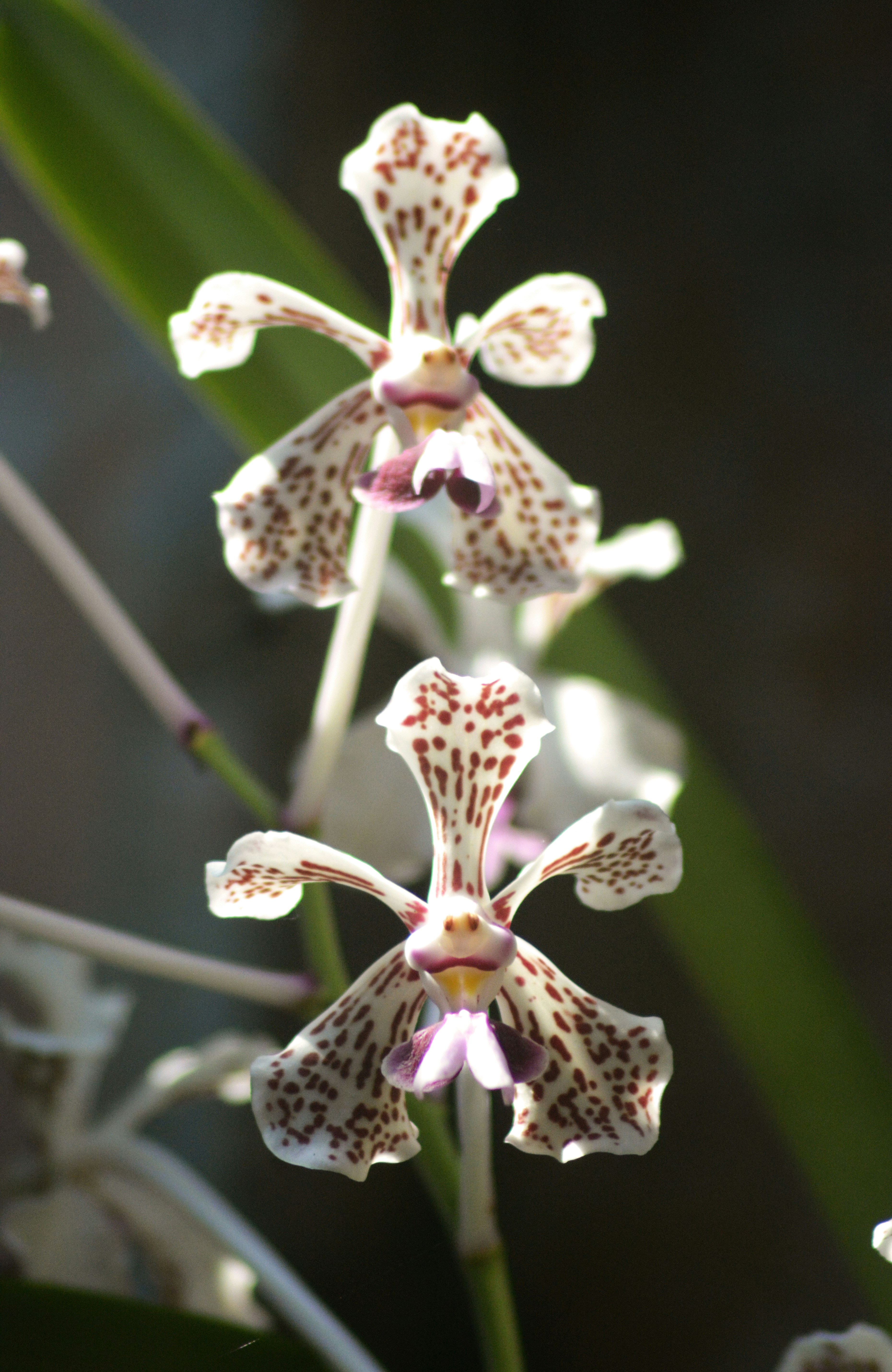 Two white orchid blossoms with brown spots rise along a slender stem, set against a dark blurred background to emphasize their delicate form and pattern.
