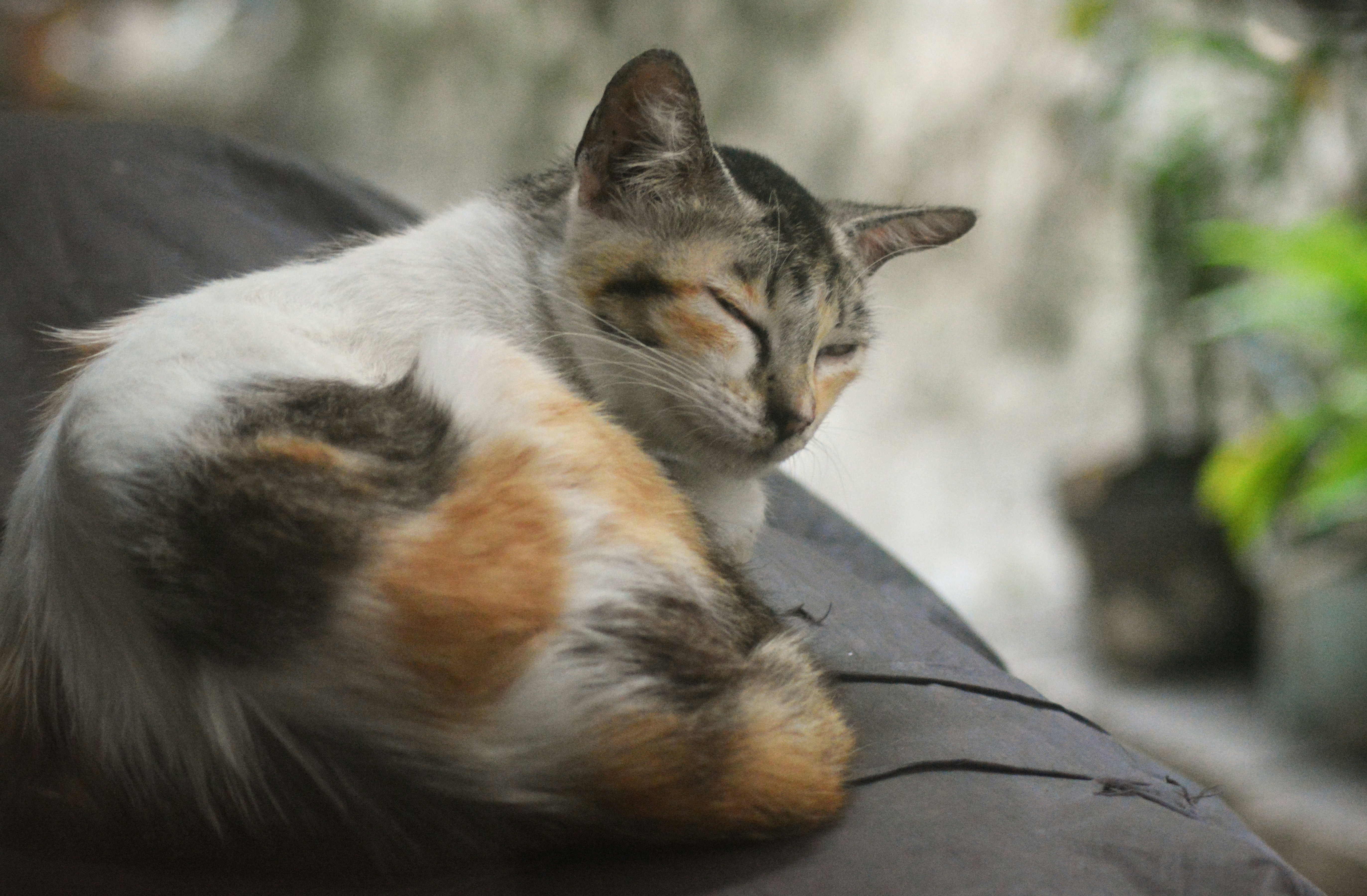 Quiet Recline: A Calico Cat Dozes on a Sun-Warmed Surface
