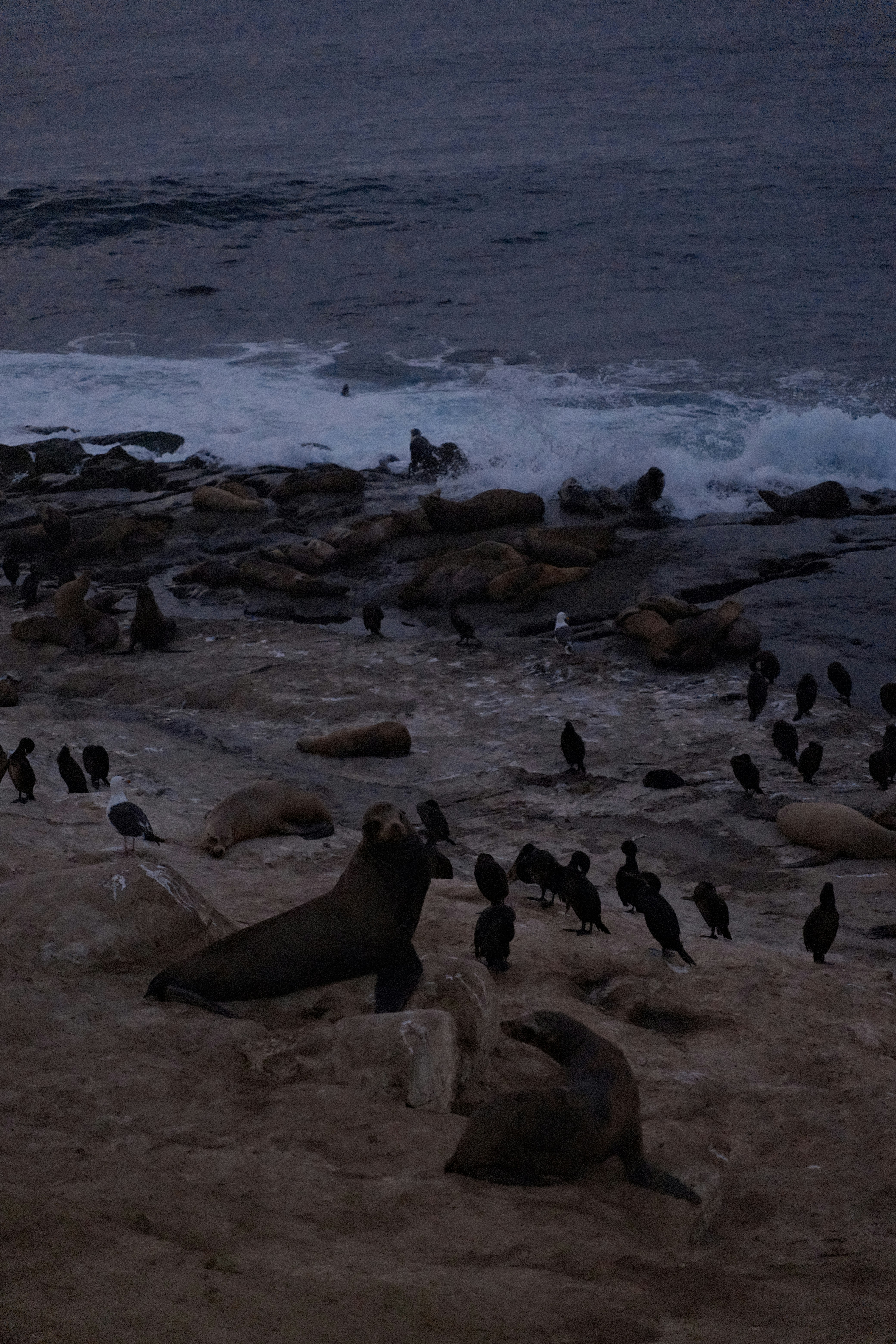 Coastal Colony: Sea Birds and Seals Resting Among Tidal Rocks
