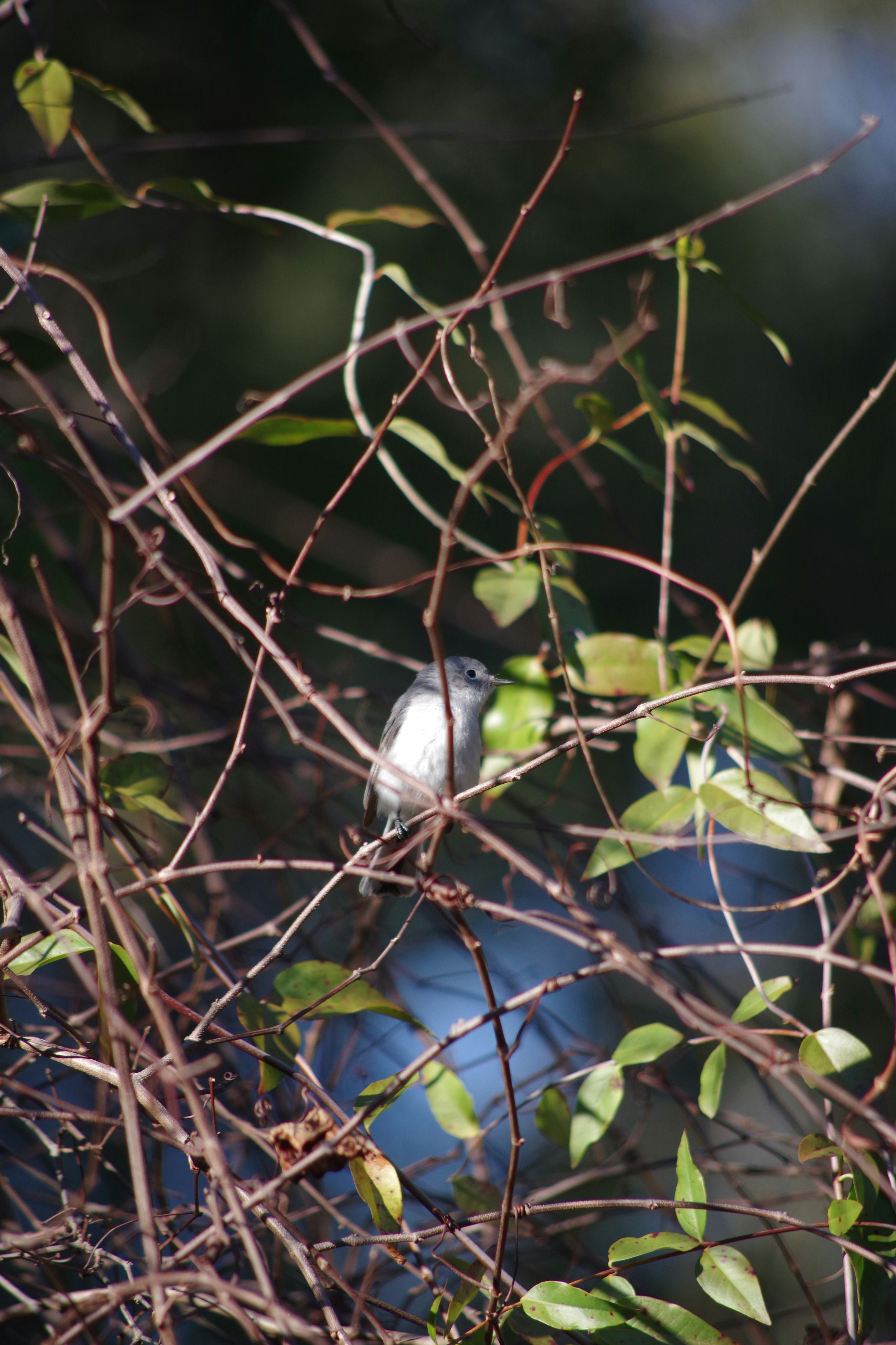 Small bird perched within tangled branches; a natural close-quarters composition highlighting camouflage and subtle lighting in a garden setting.
