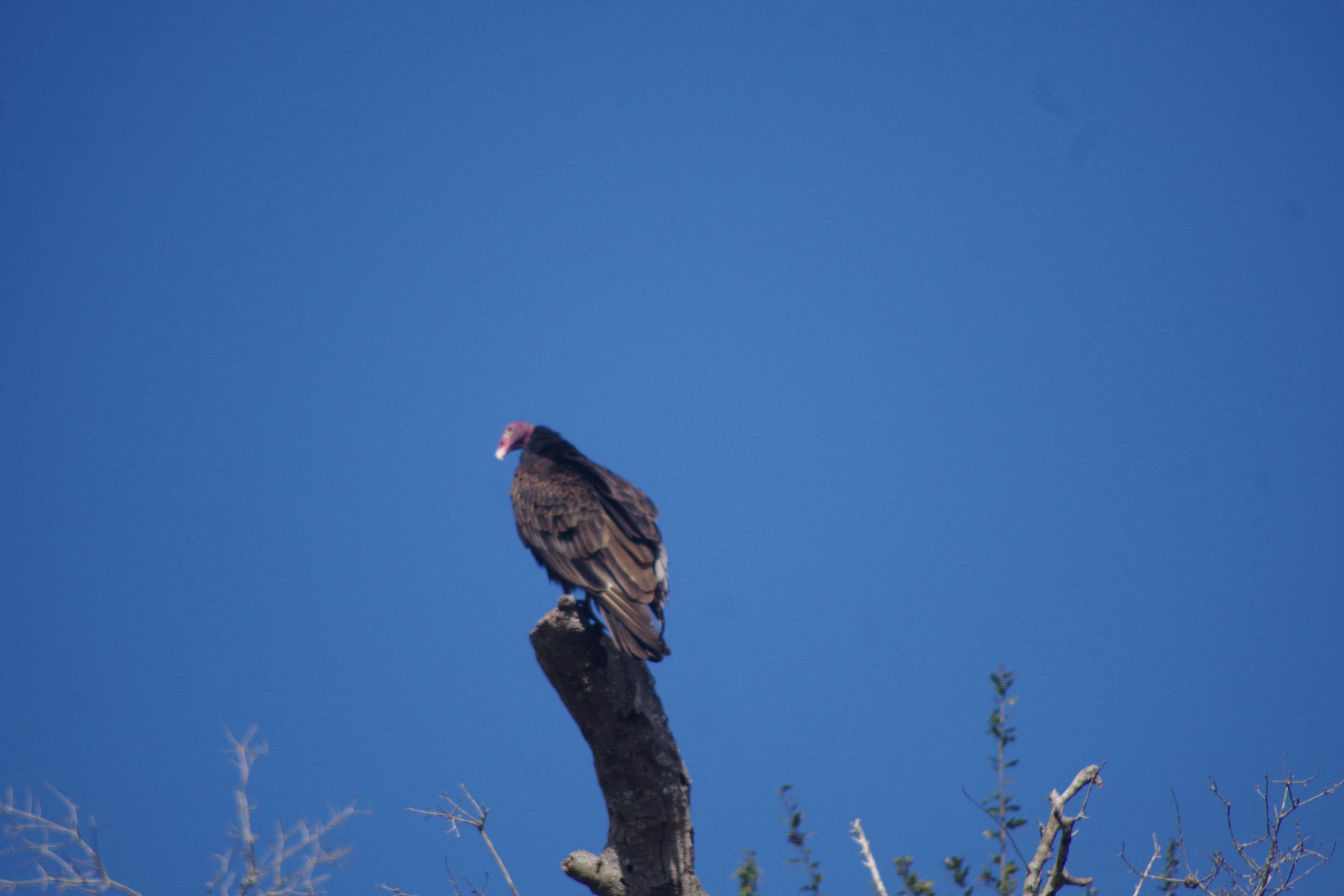 A solitary bird perches atop a weathered branch against a vivid blue sky, foregrounding a minimal natural scene with distant sparse vegetation.