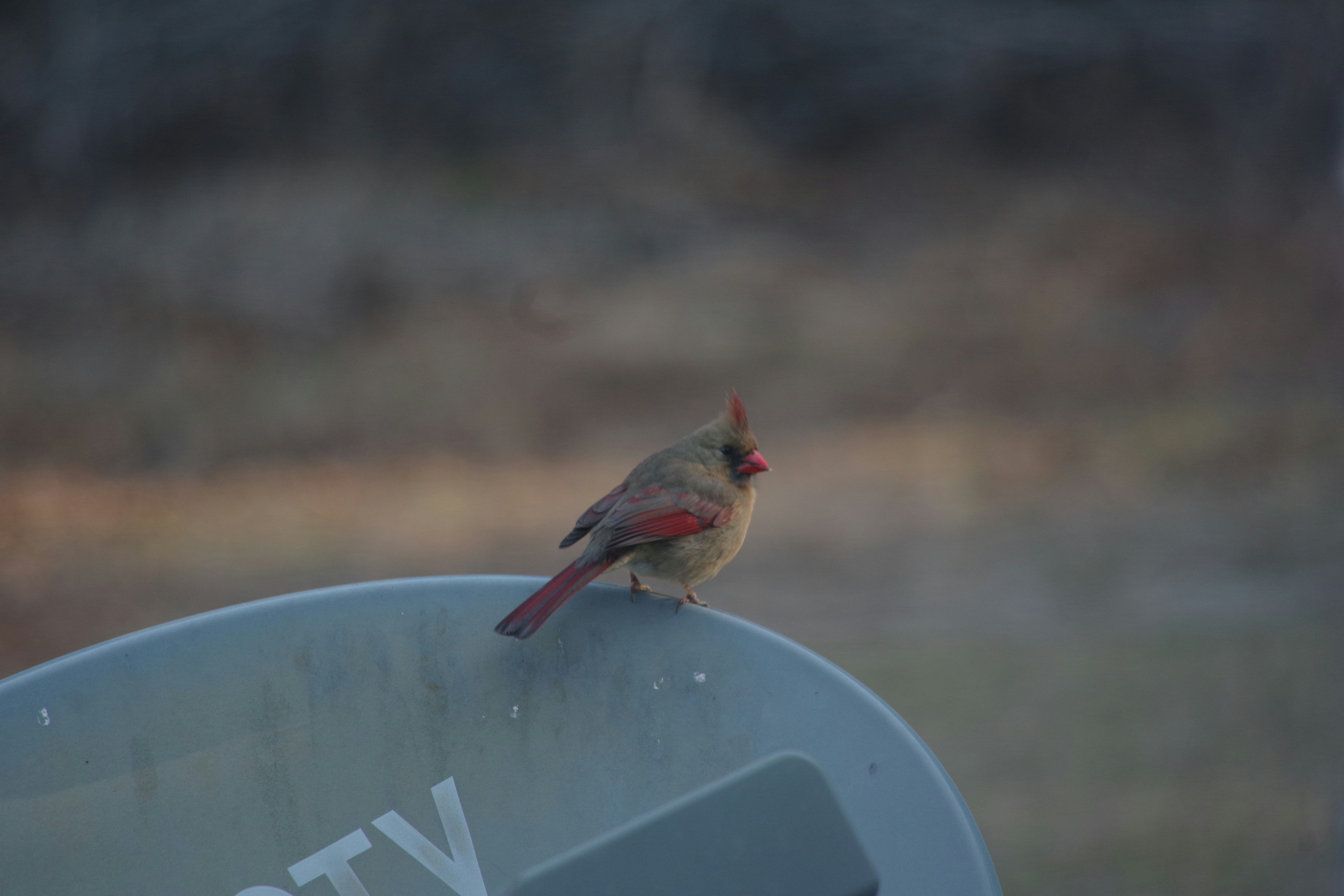 Red Cardinal Resting on a TV Dish