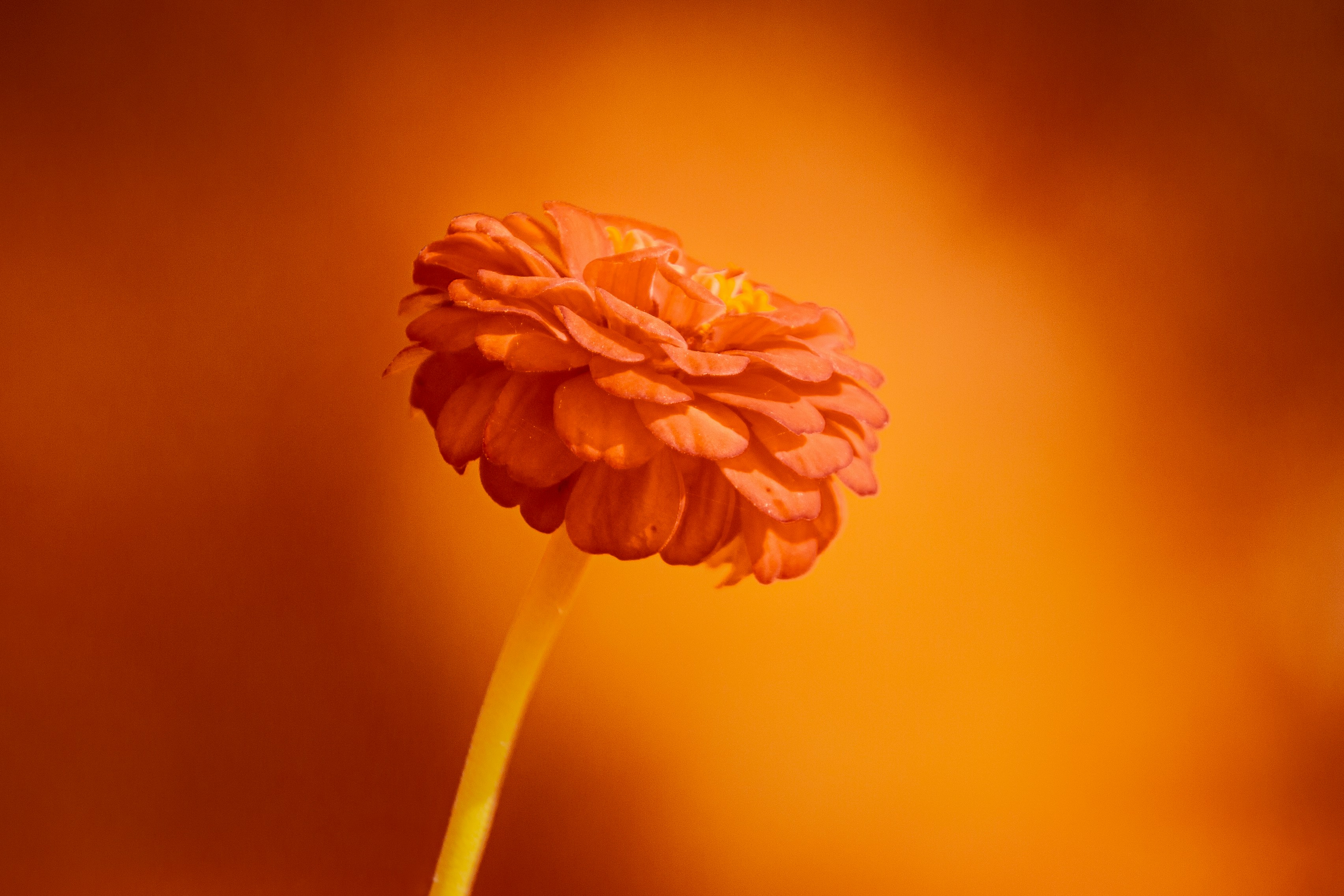 Orange blossom in warm glow with soft bokeh