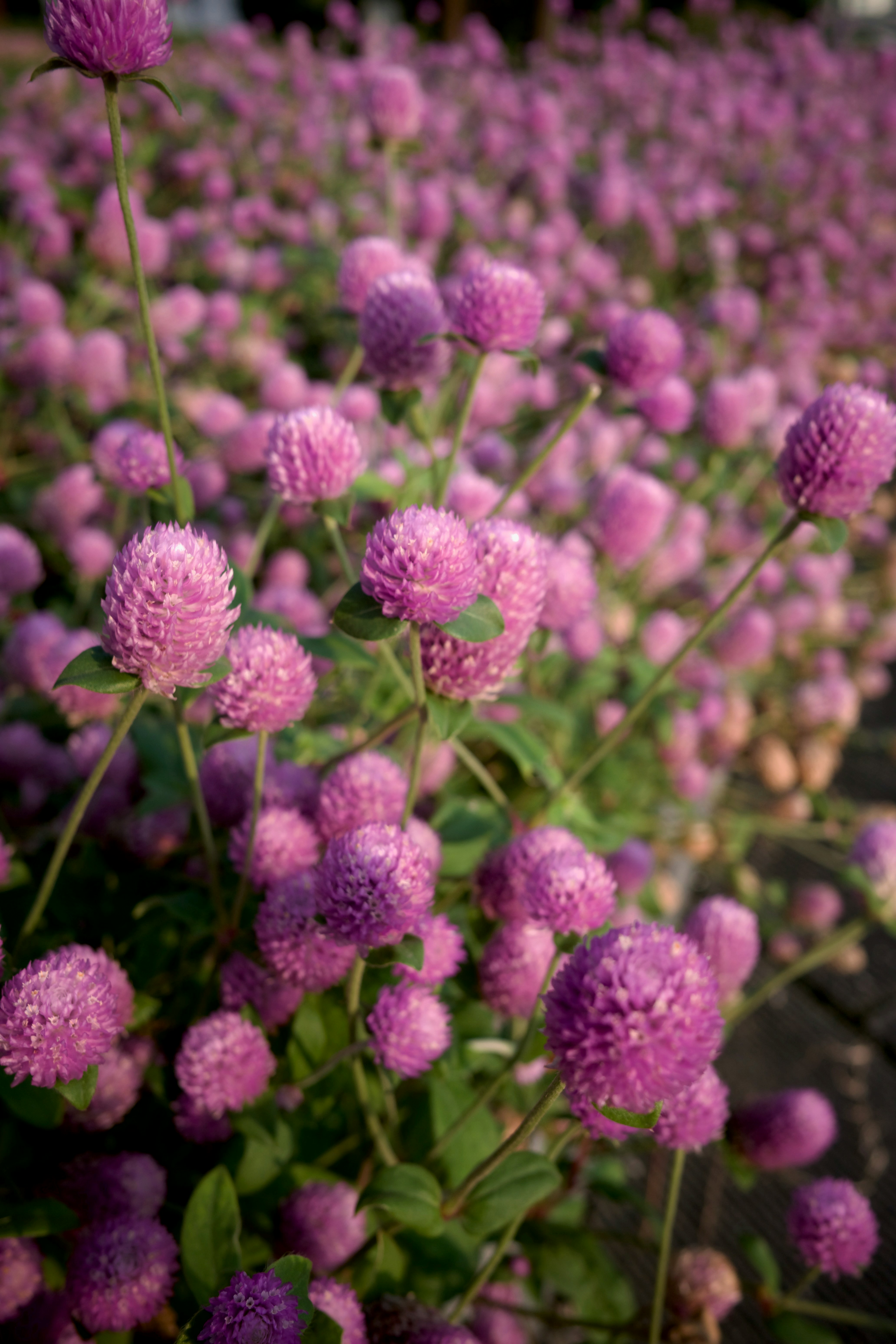 Purple pompon blooms reach toward the sun in a sea of color