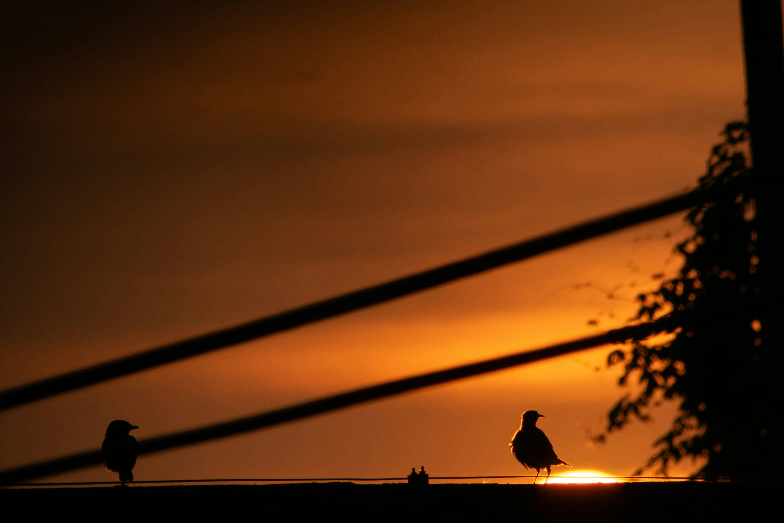 Silhouetted Birds at Sunset on a Rooftop Silhouette