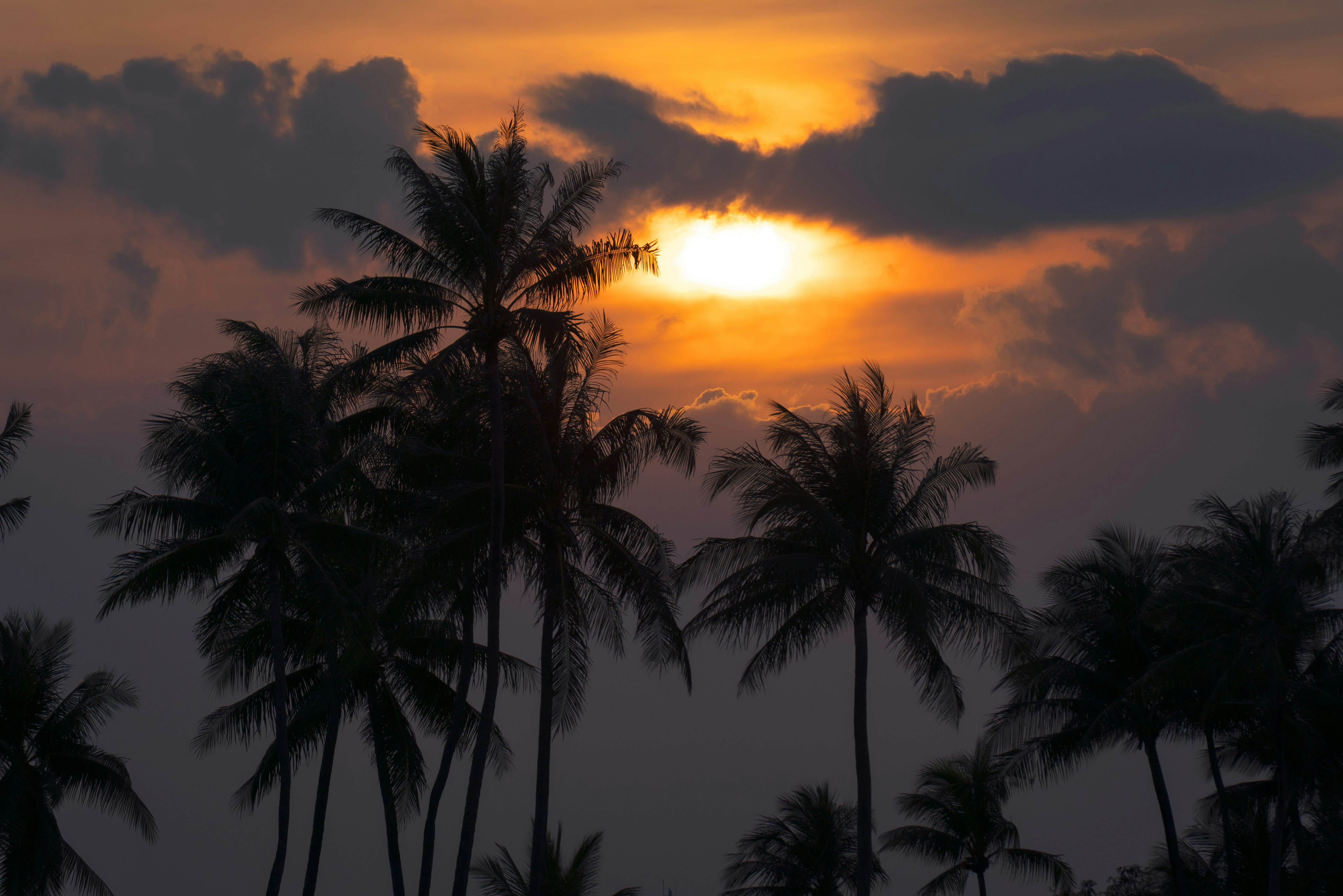 Silhouetted Palm Line Meets the Quiet Sunset