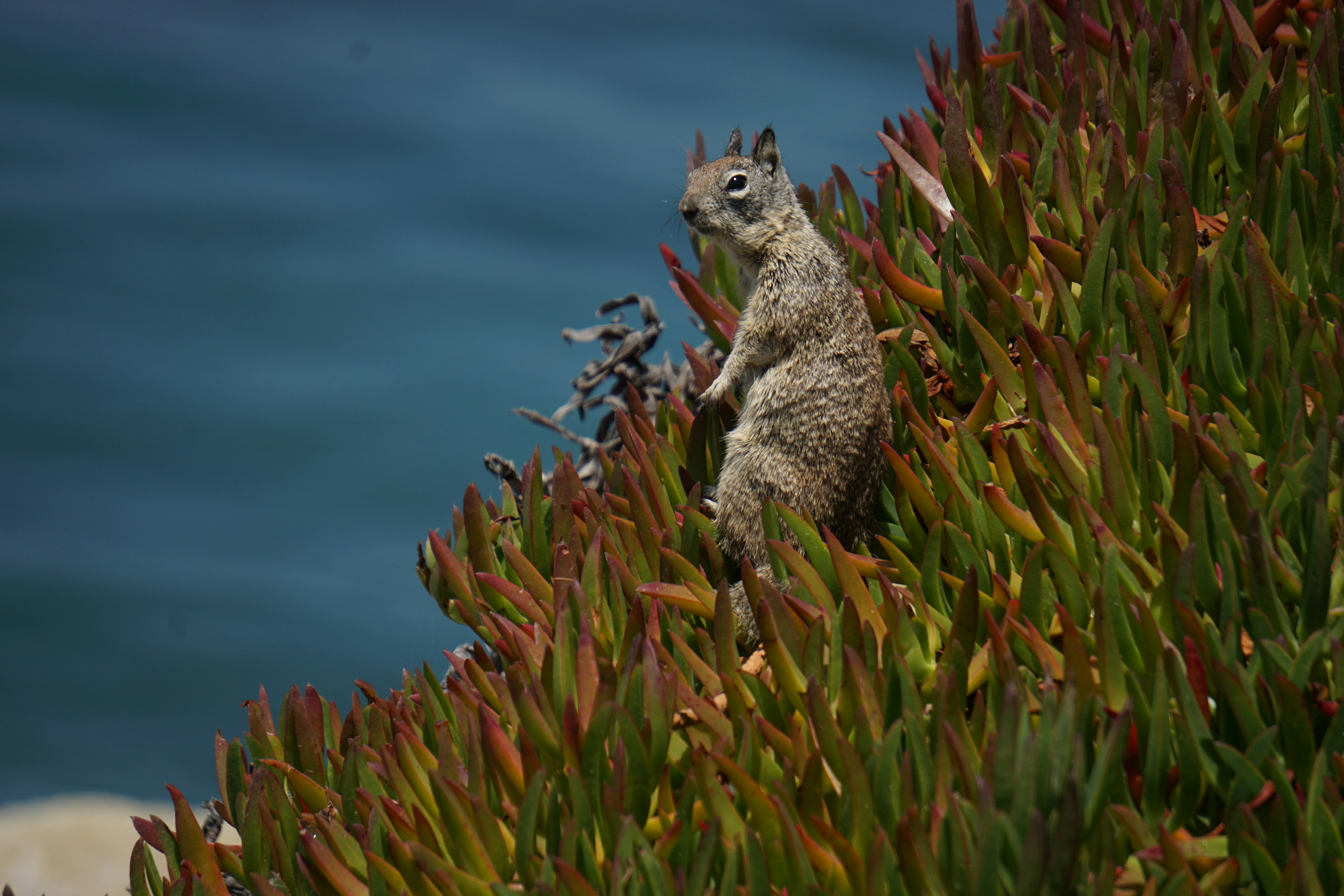 Whiskered Scout on Coastal Succulent Bed