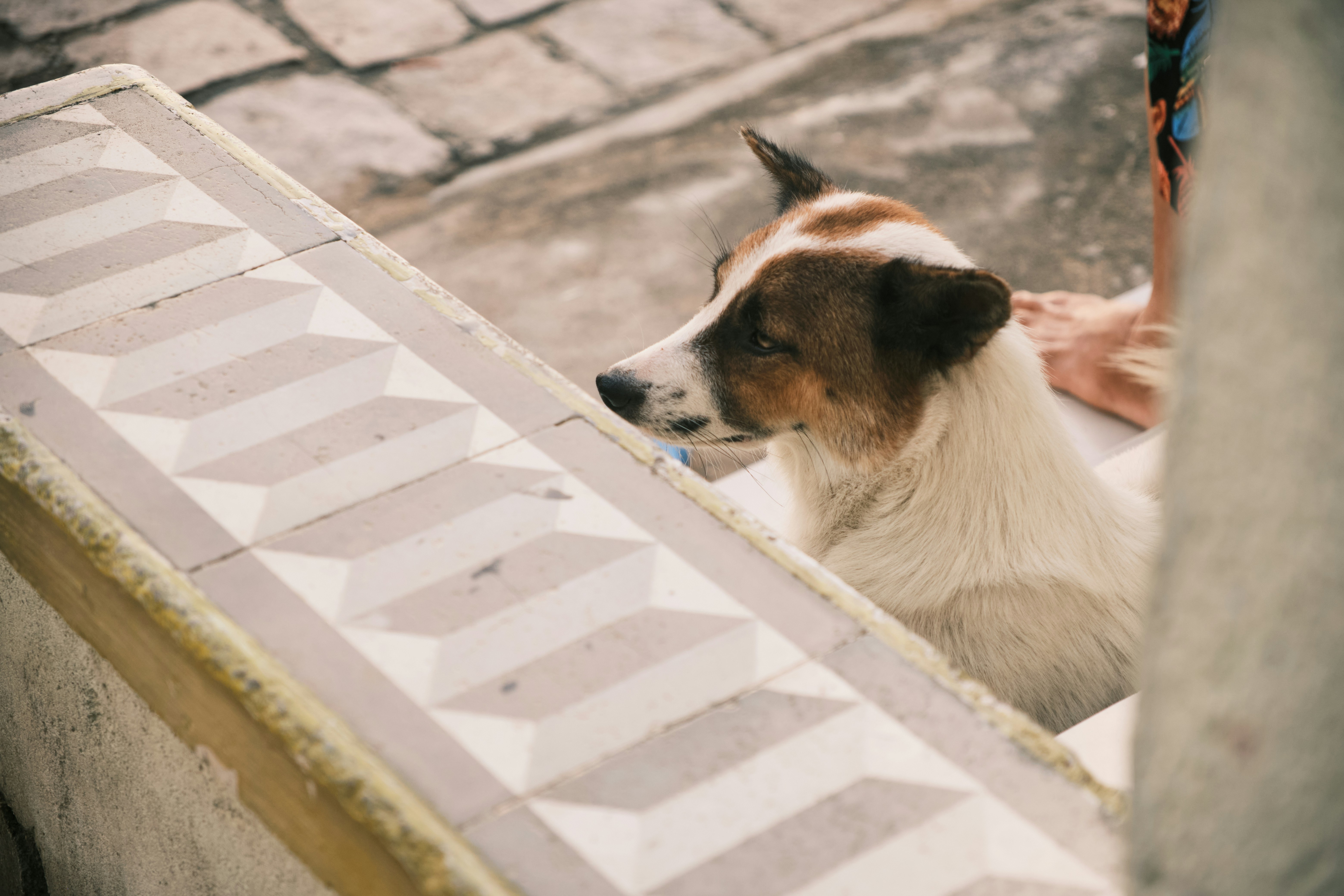Borderline Curiosity: A Dog's Gaze Over the Terrace