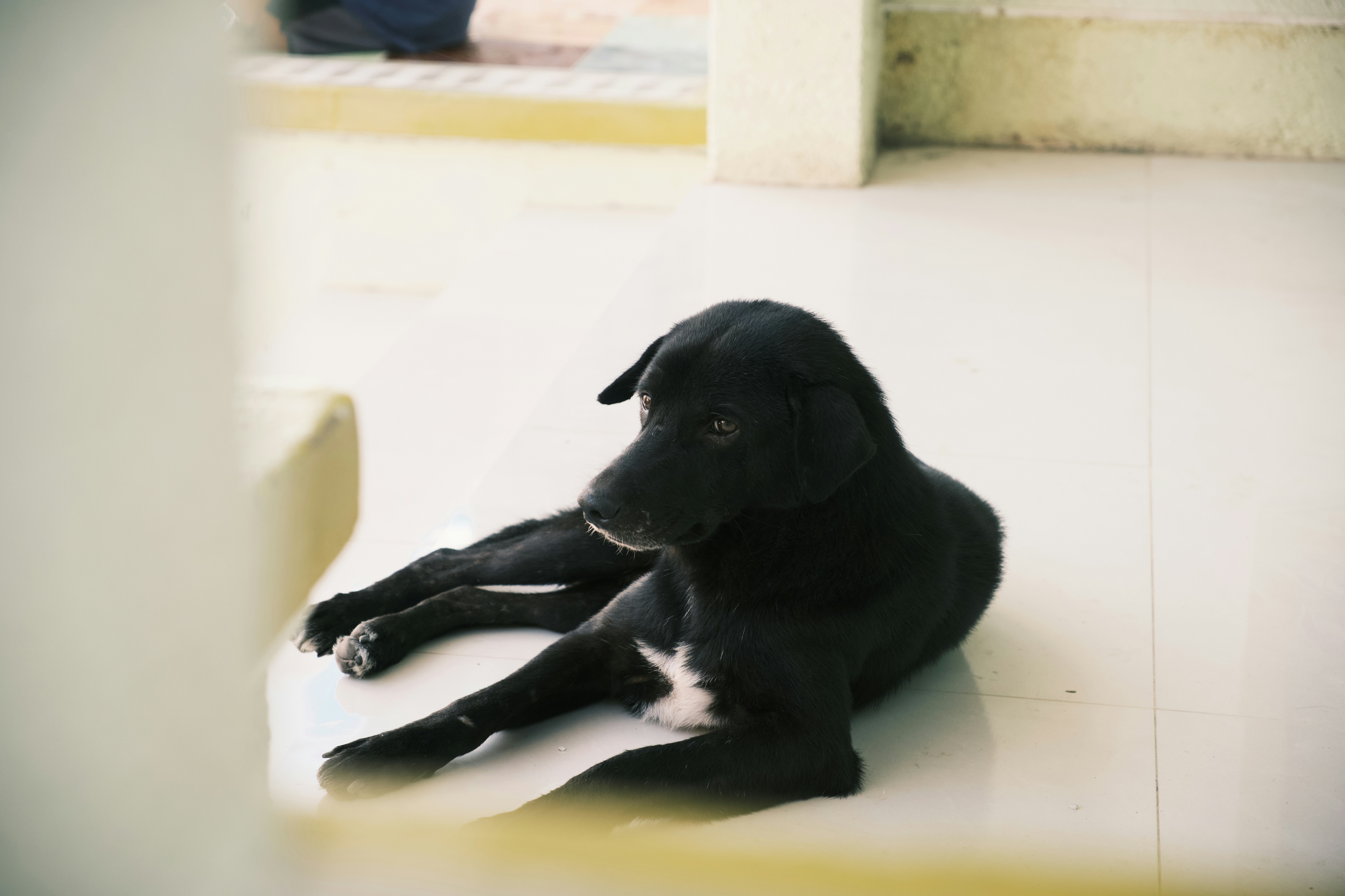 Lounge of Quiet Shadow: A Black Labrador at Rest