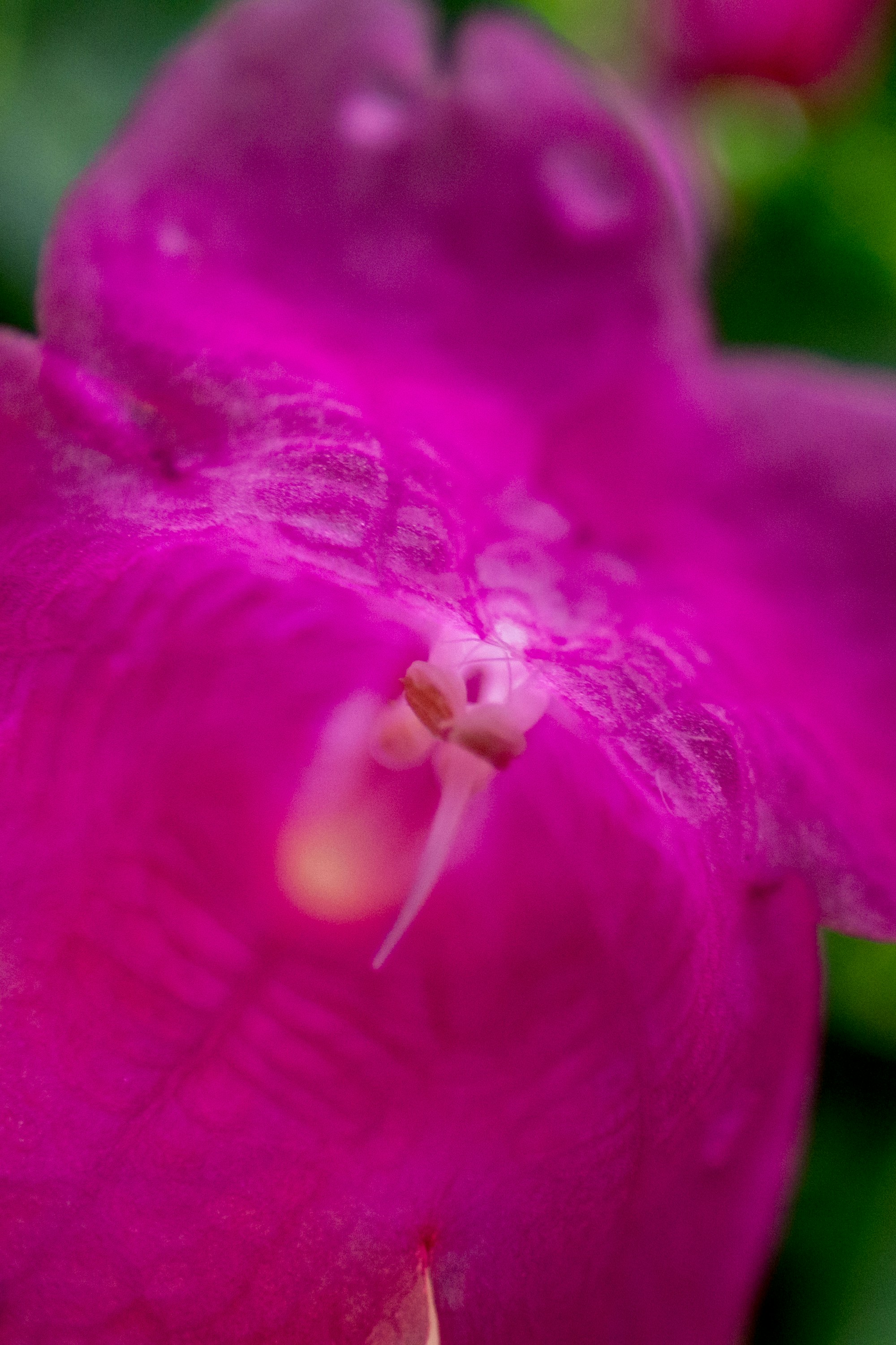 Close-up of a vibrant magenta orchid bloom, highlighting the flower's velvety petals and central reproductive column with soft, blurred green background.
