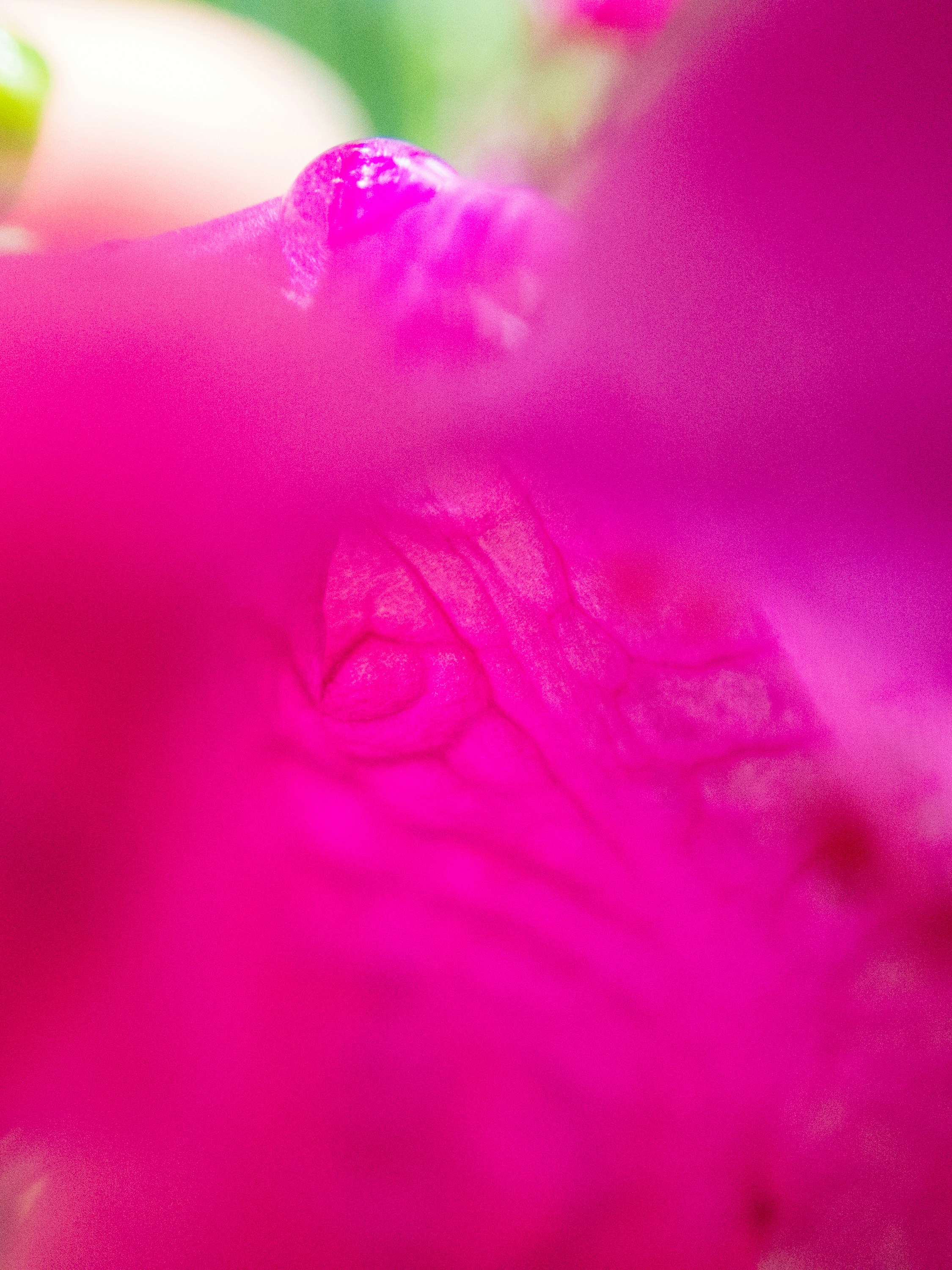 A macro close-up of vivid pink petals with subtle green accents, highlighting delicate textures and folds; appears to be a cropped, abstract floral detail rather than a full subject. This image emphasizes color and surface detail. 