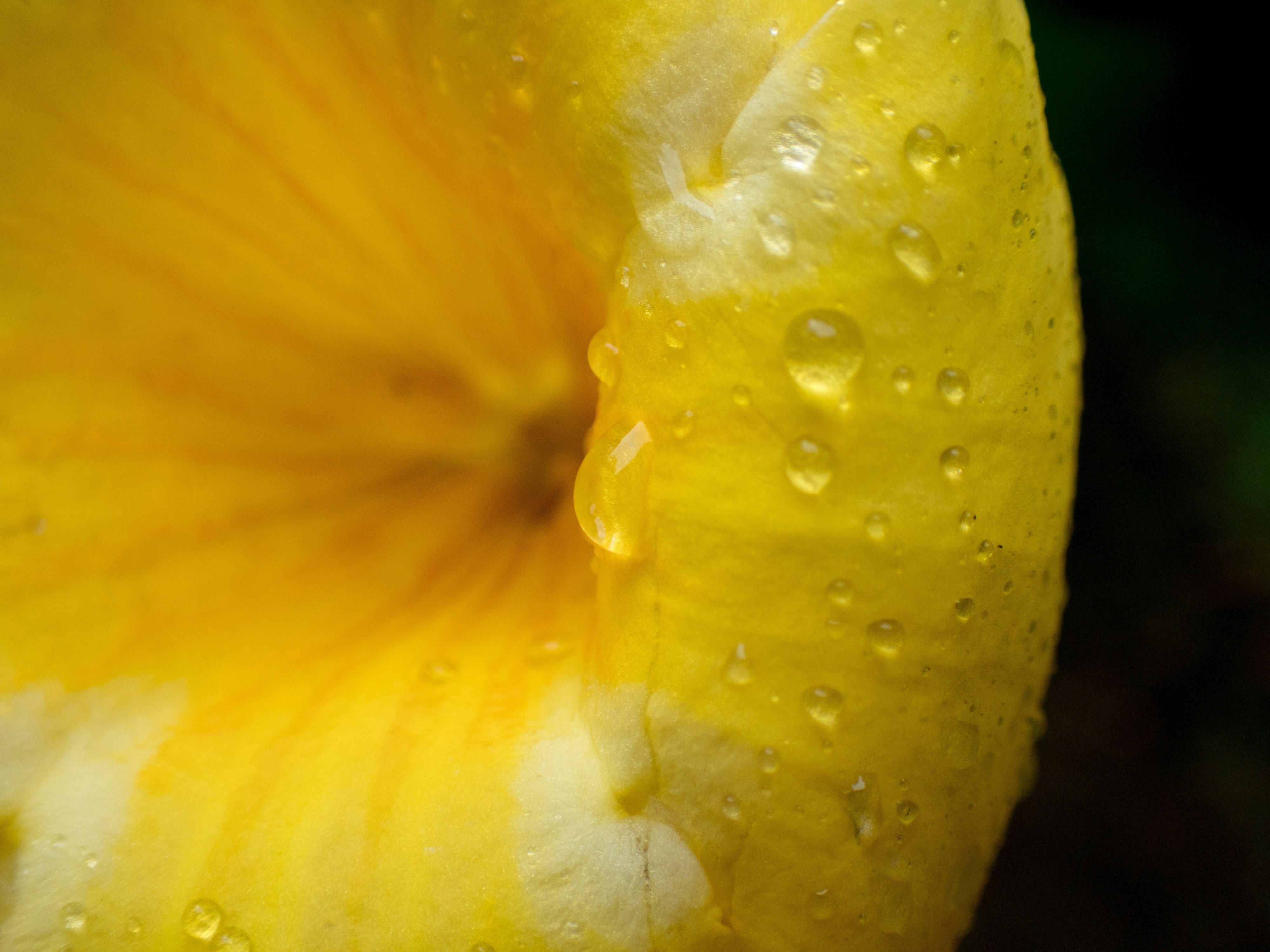 Close-up of a yellow trumpet flower petal with water droplets, emphasizing texture and color; the frame highlights the curved petal edge and subtle orange center. This is a macro-type photograph of a real flower.