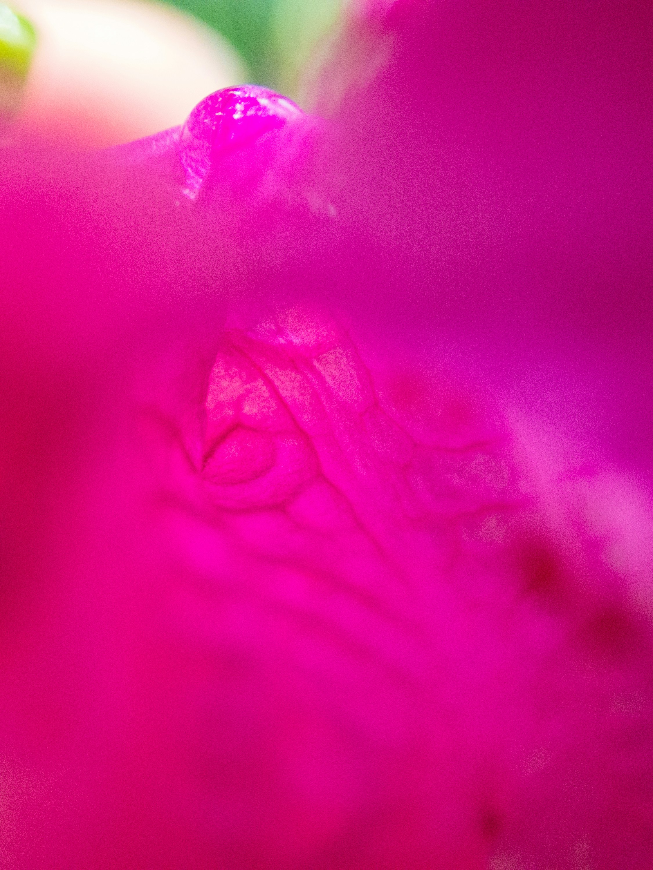 Close-up of magenta petals with subtle vein patterns; the shallow depth emphasizes color and texture, suggesting an abstract floral detail. This is a macro-style shot with no identifiable subject beyond the flower surface.