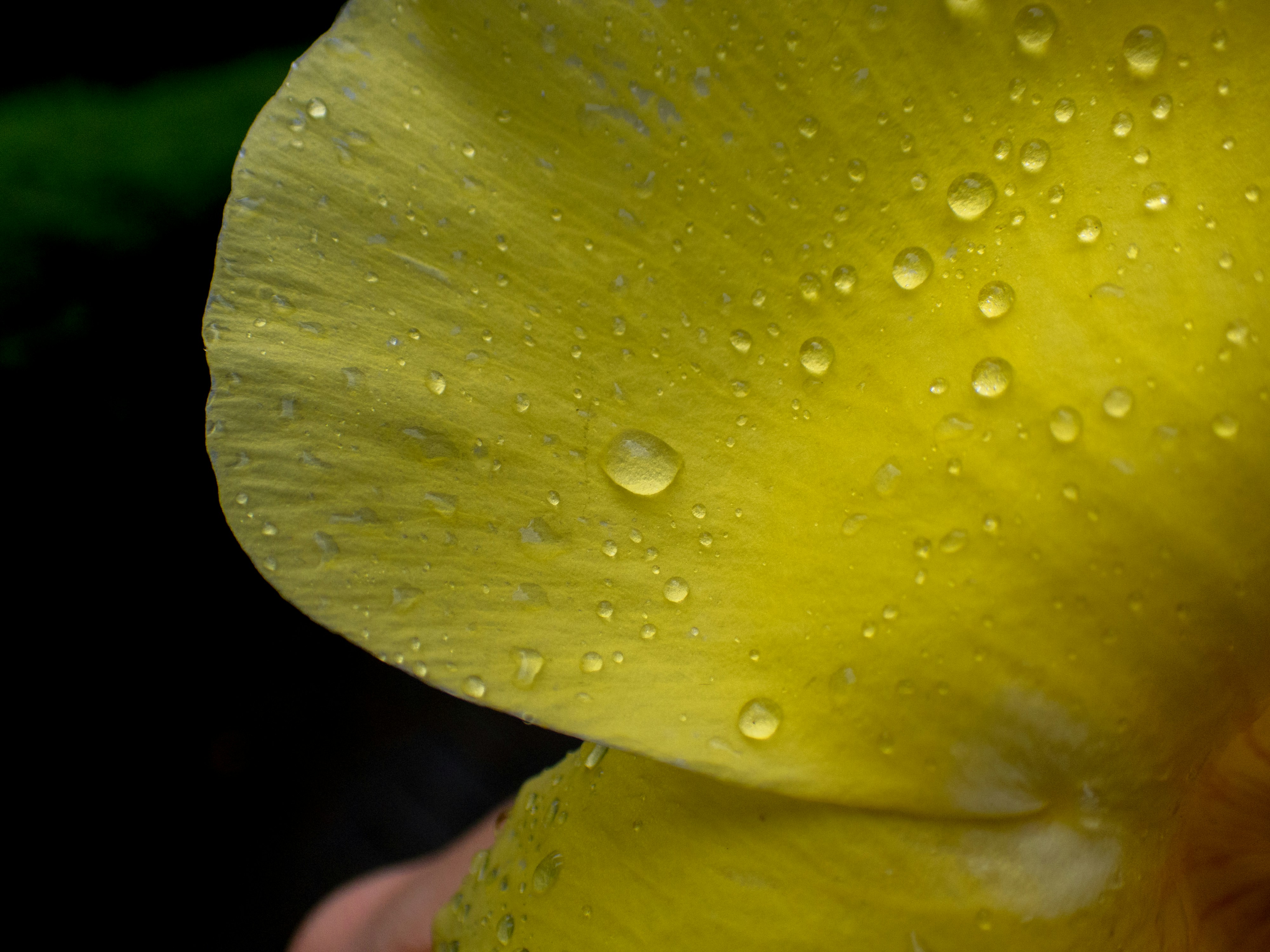 Close-up of a yellow flower petal with water droplets catching light; the composition emphasizes texture and color in a macro capture.